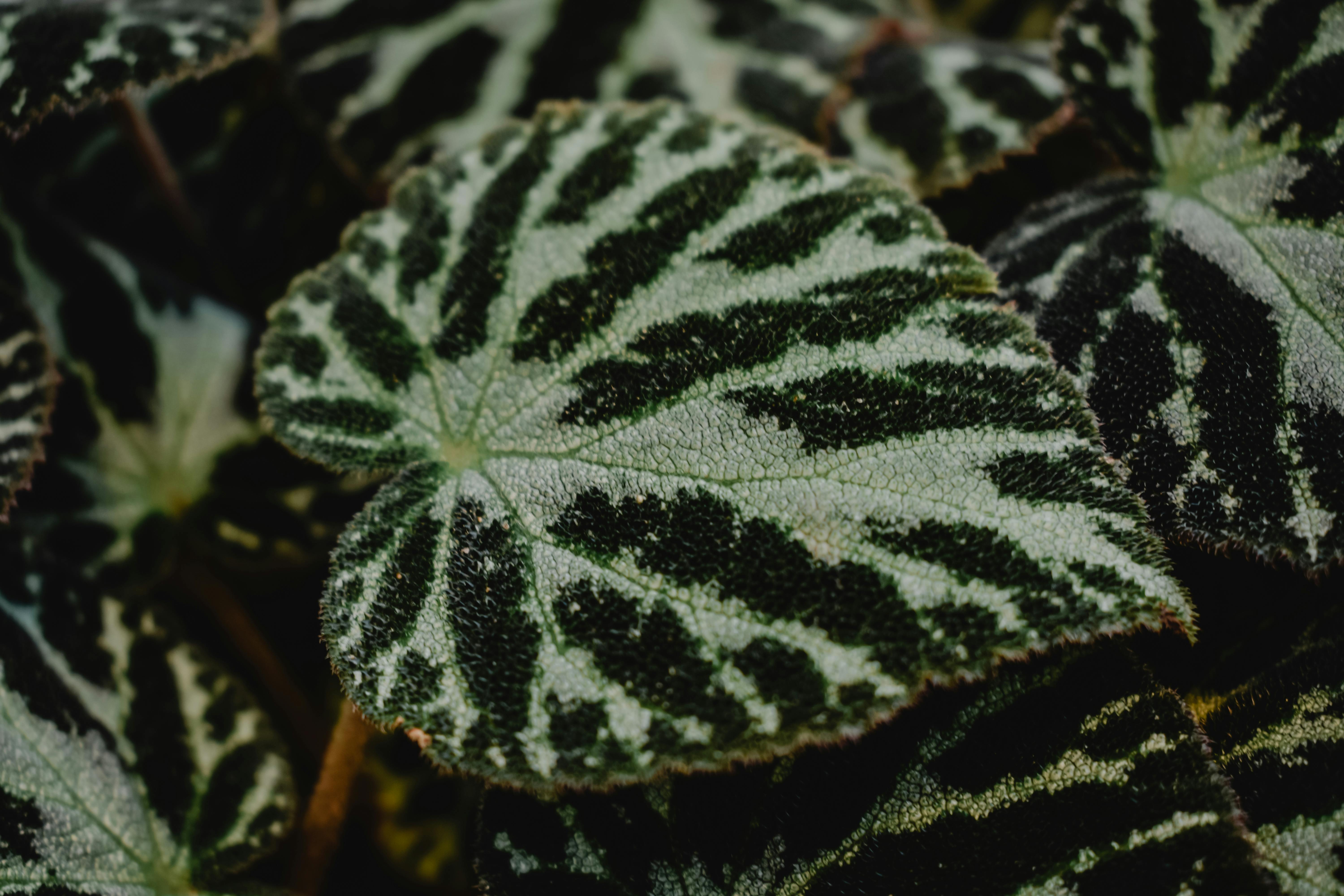 100,000+ Best Natural Textures Photos · 100% Free Download · Pexels ...