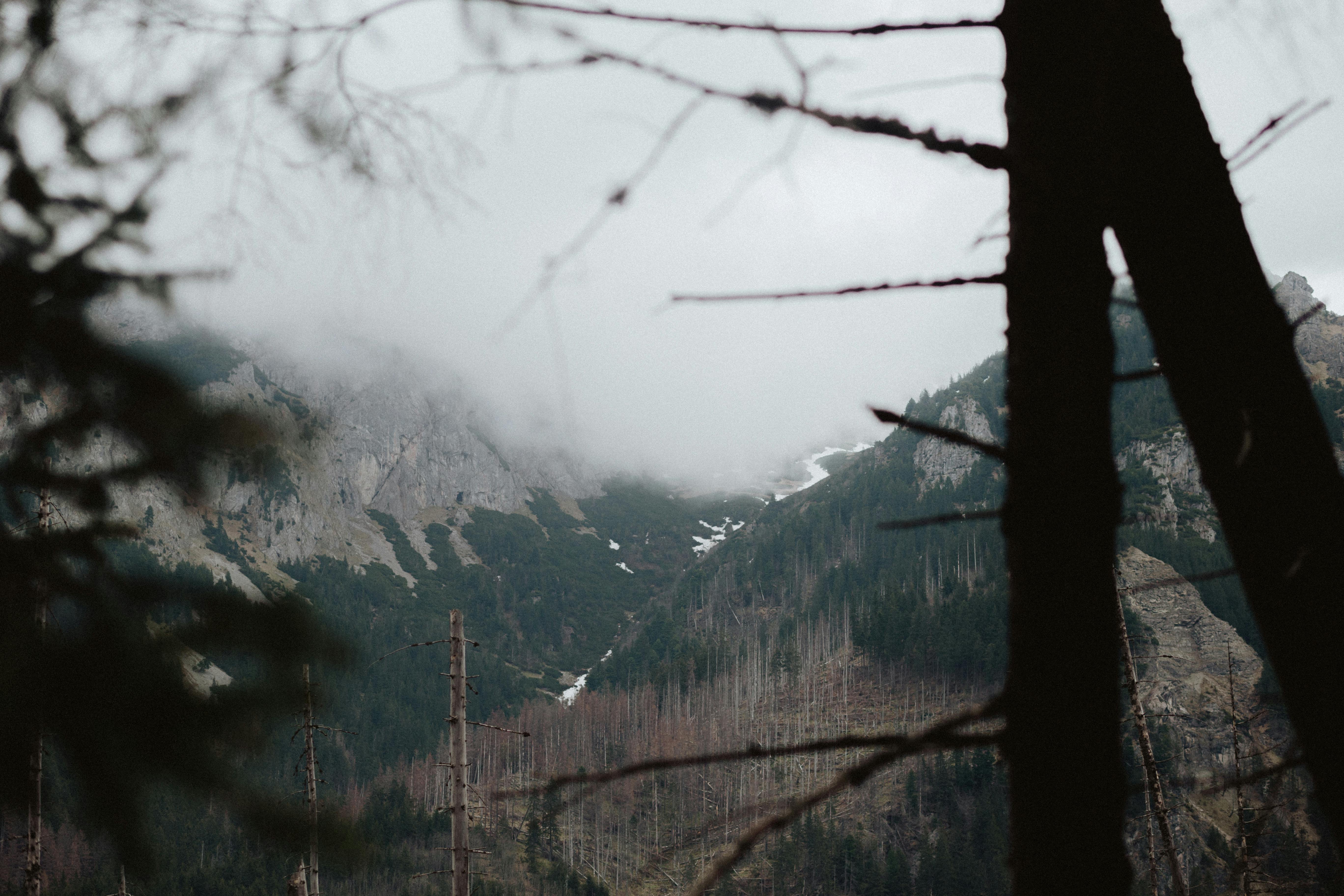River in Forest Covered Mountains · Free Stock Photo