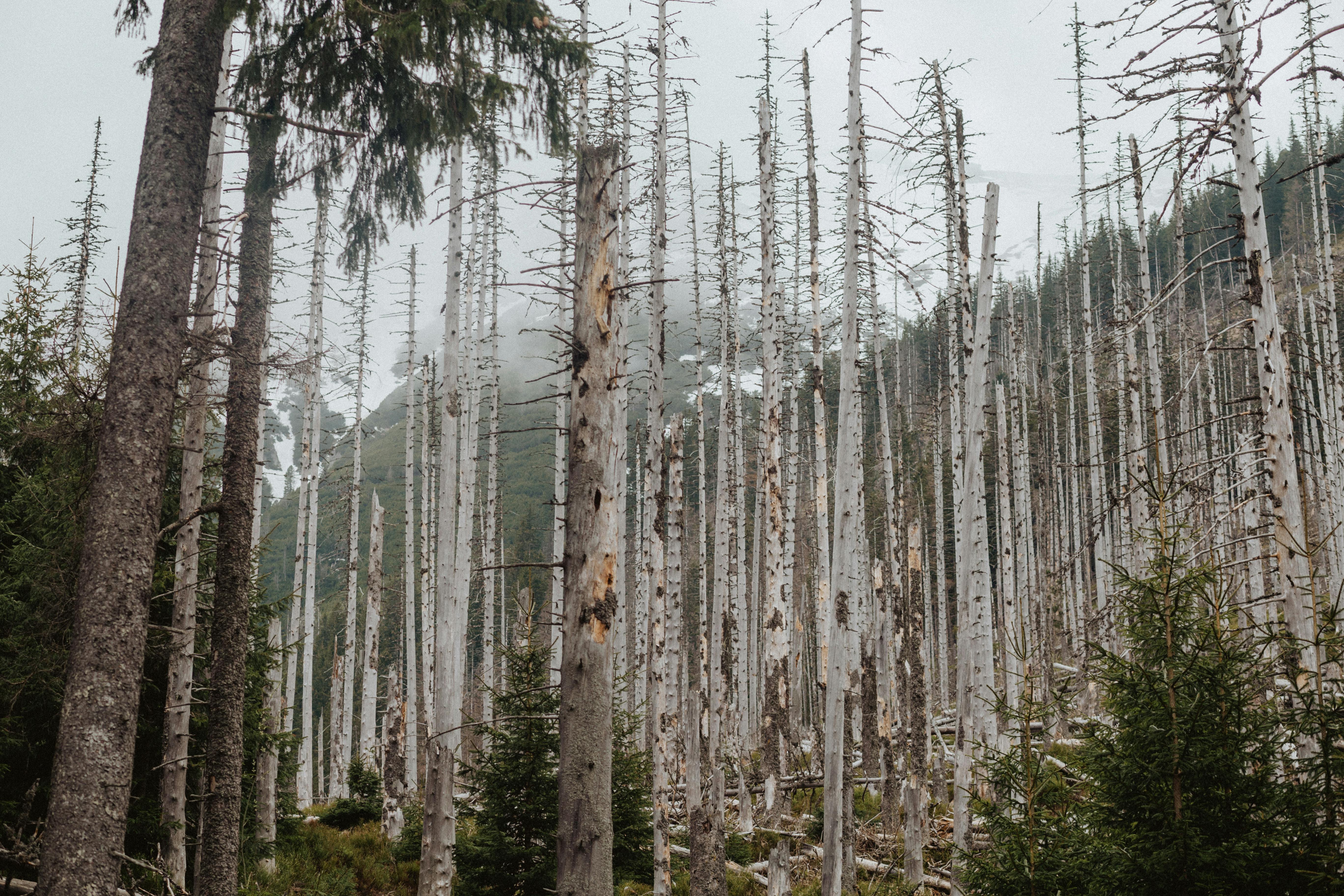 Leafless Trees in the Forest · Free Stock Photo