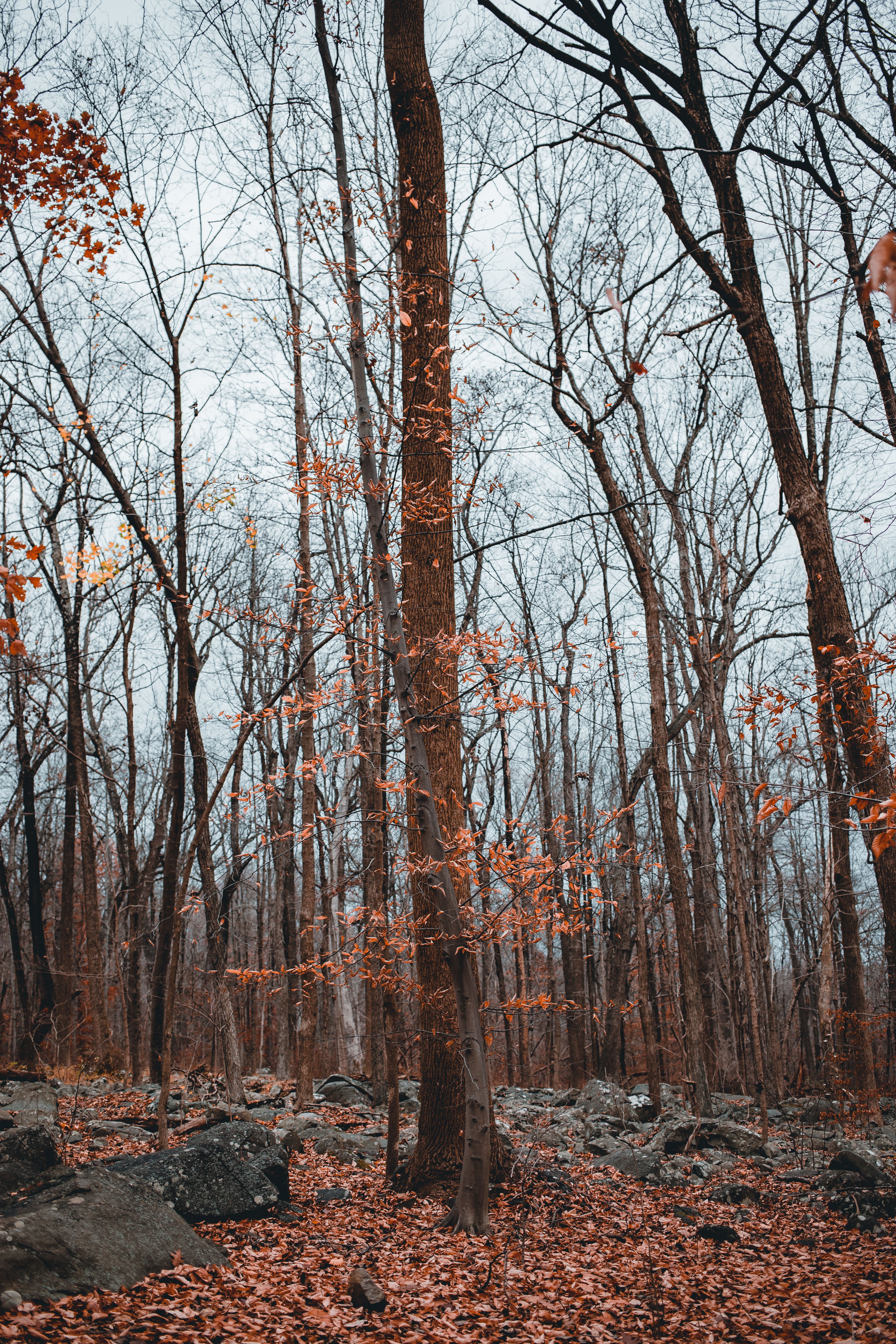 Autumnal forest with tall trees · Free Stock Photo