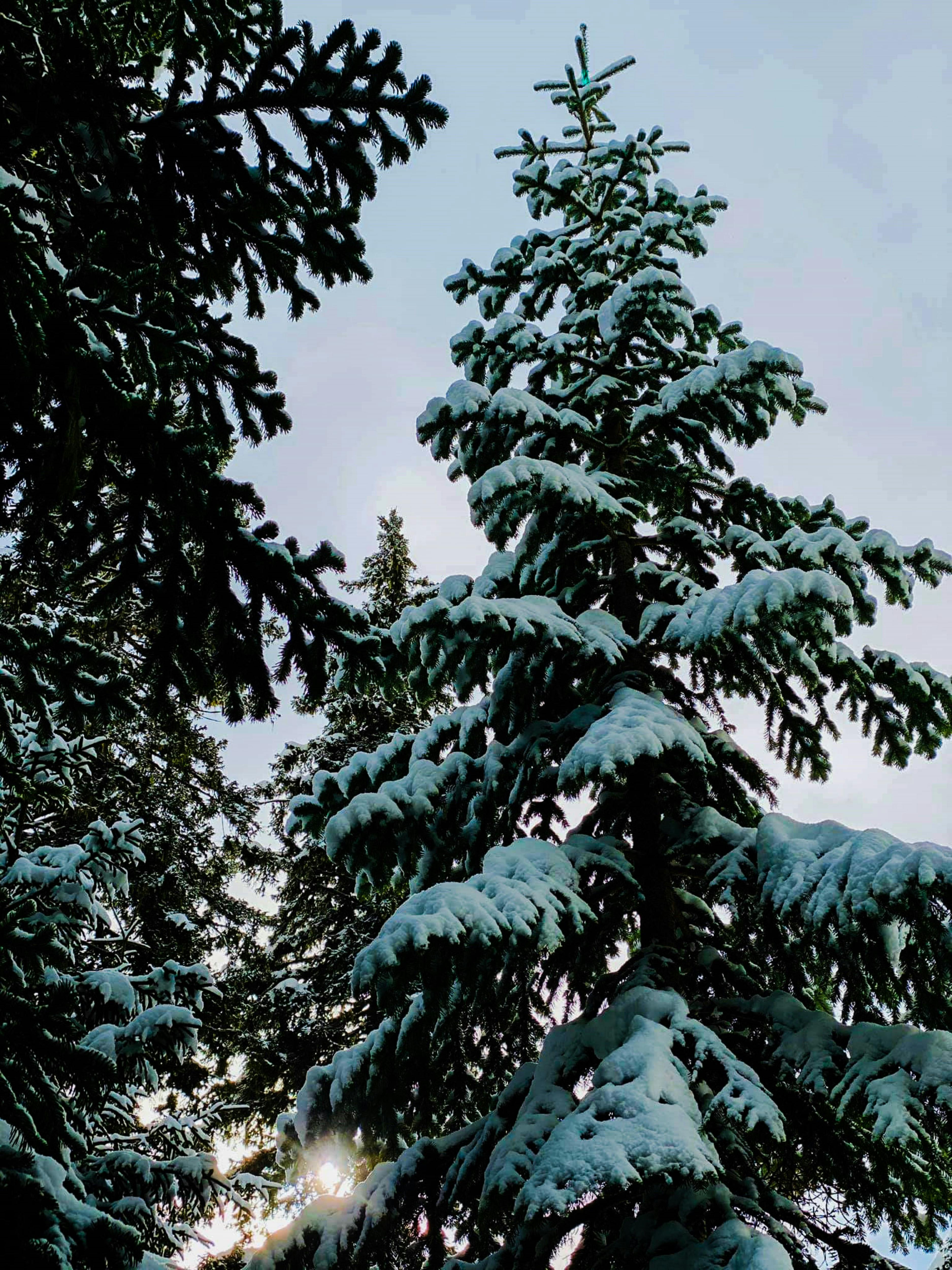 A Pine Trees on a Snow Covered Ground · Free Stock Photo