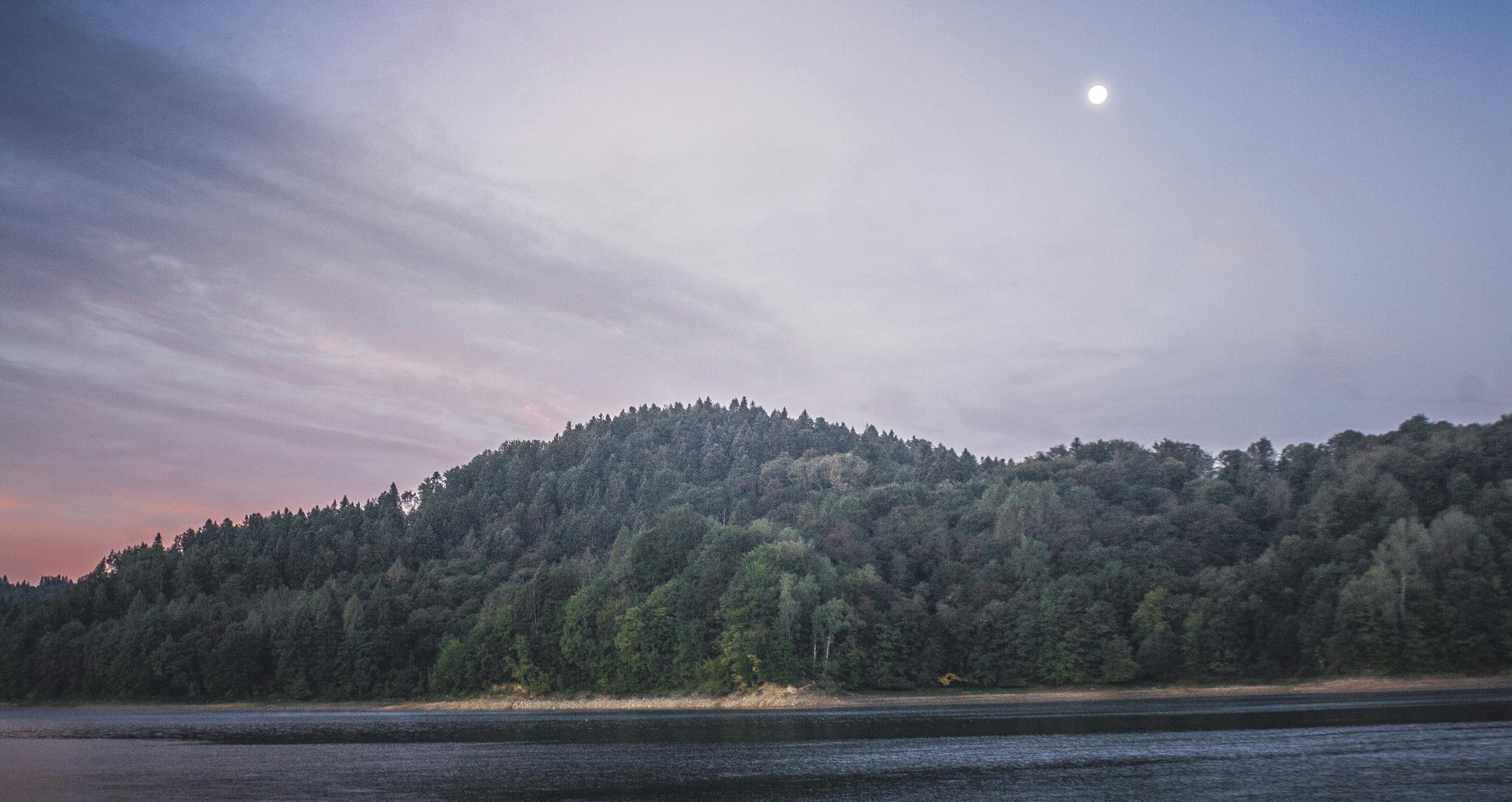 Forest on Lakeshore · Free Stock Photo