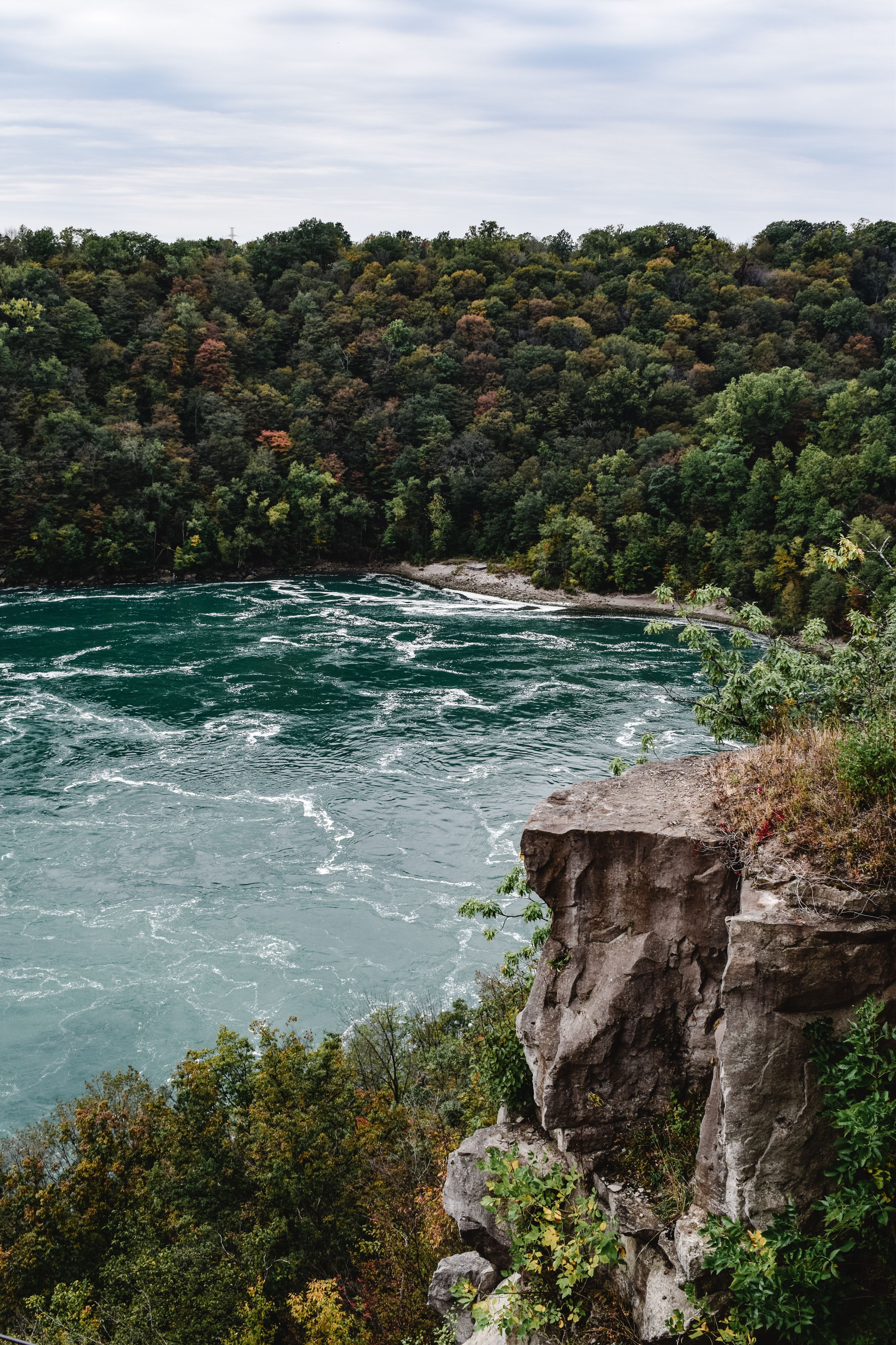 Forest by Ocean Shore · Free Stock Photo