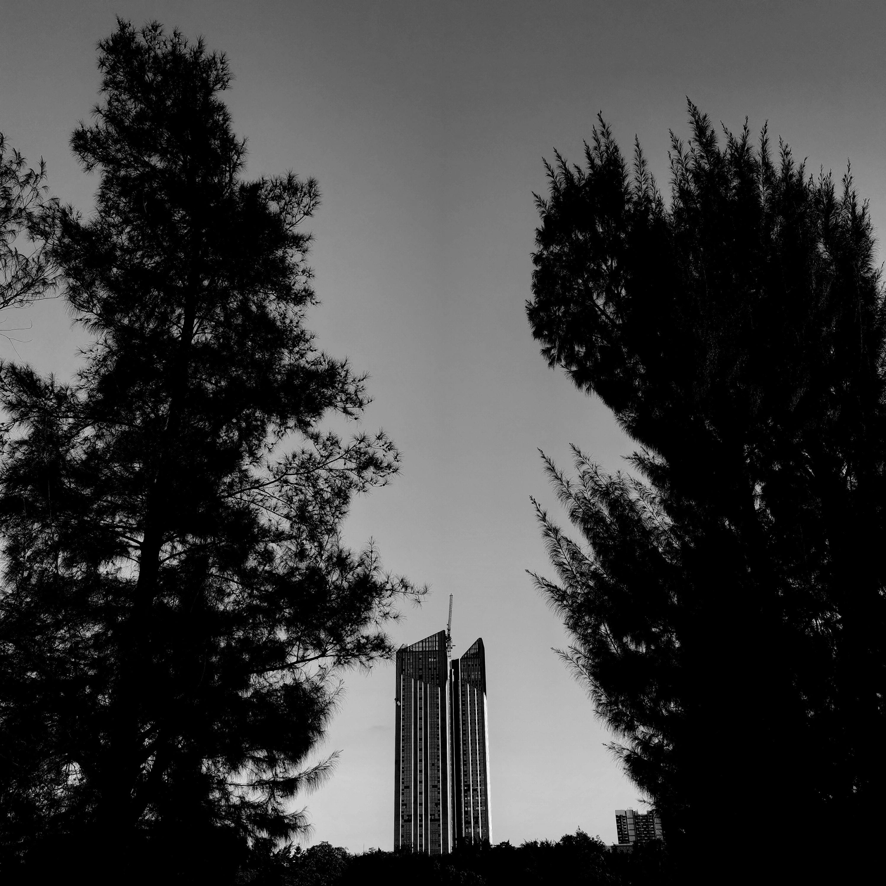 Evening Sky With A Center Tree In The Nature Photos, Download The BEST ...