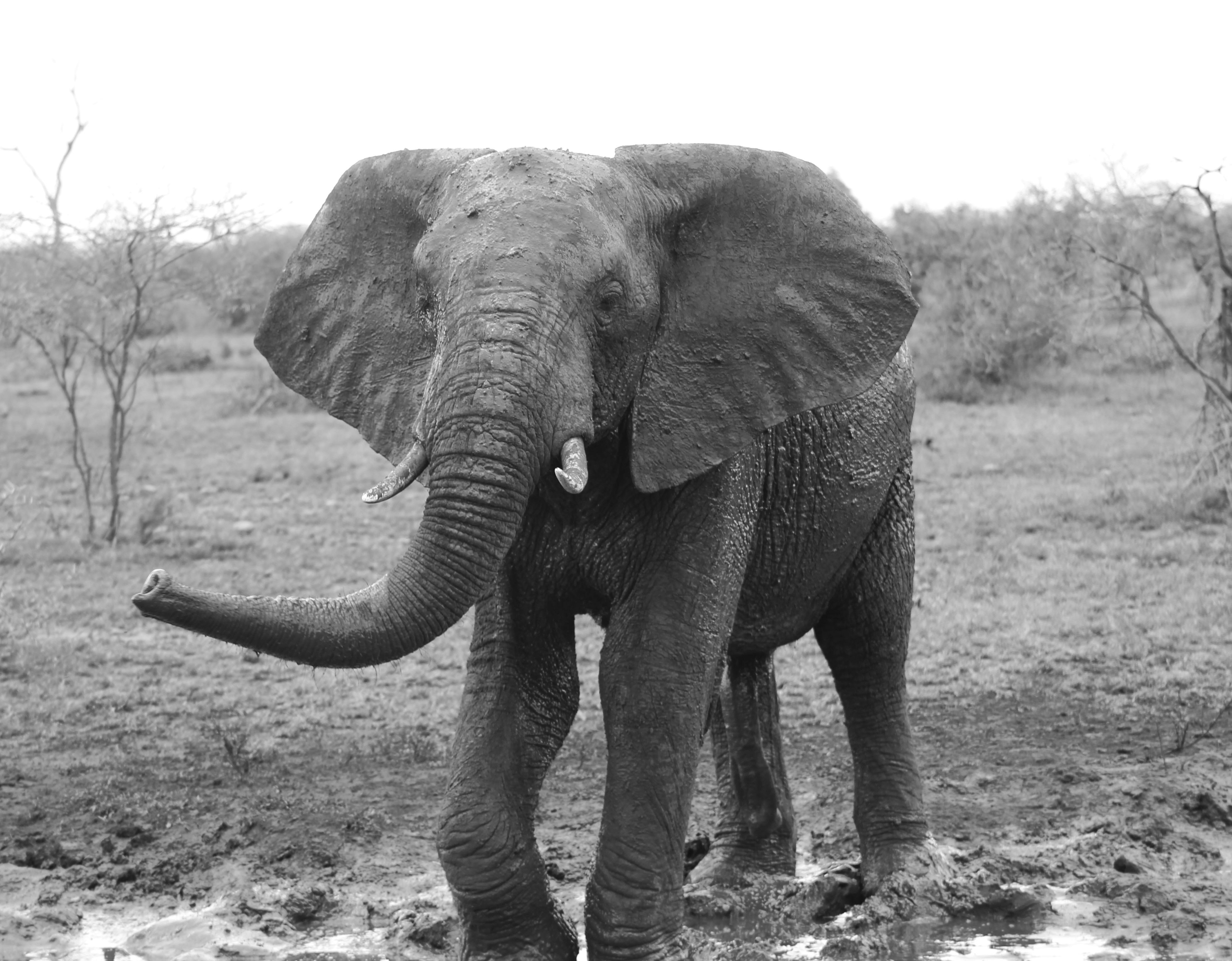 Grayscale Photography of Elephant · Free Stock Photo