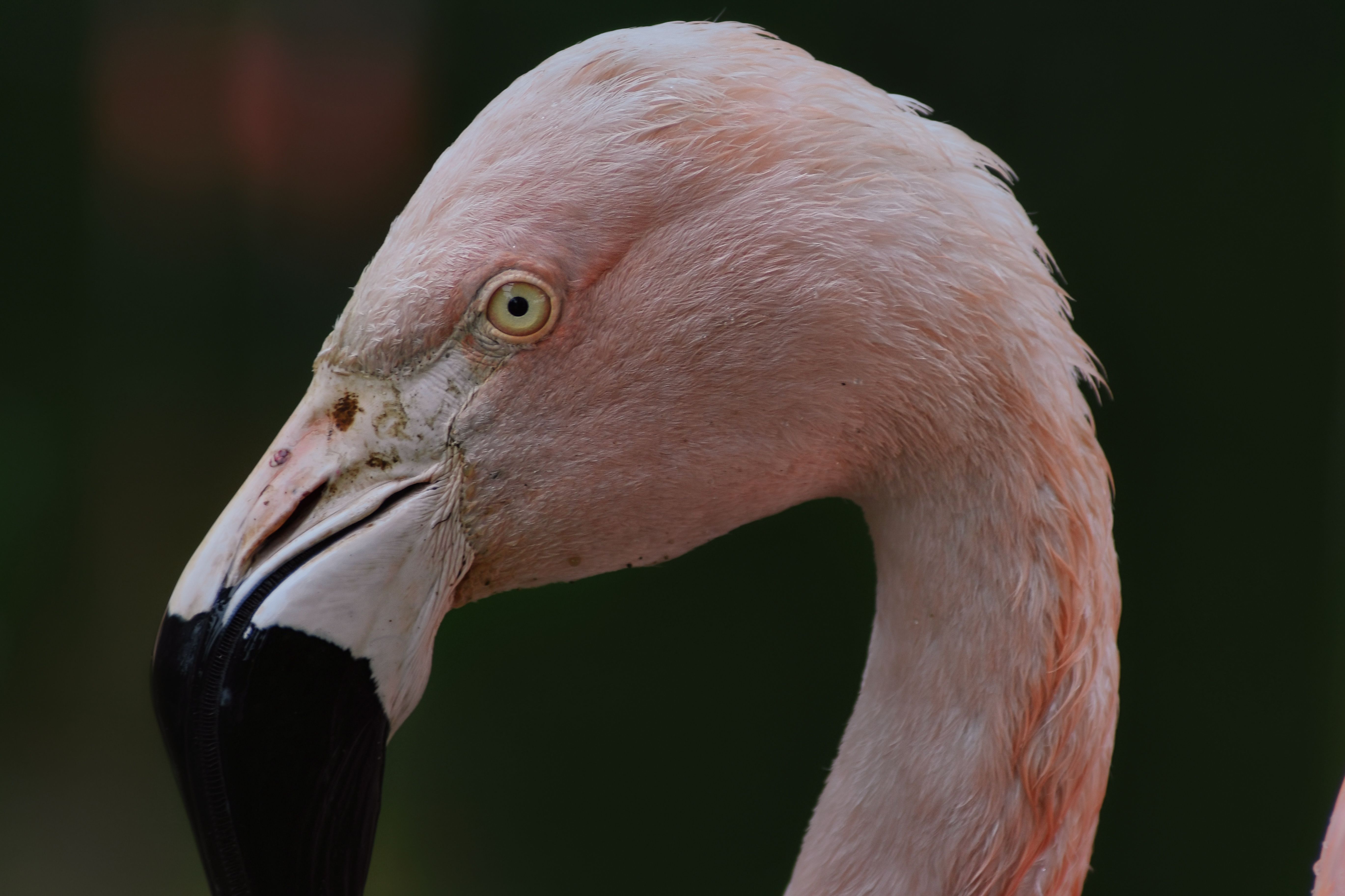 Photo of a White Bird with Long Beak · Free Stock Photo