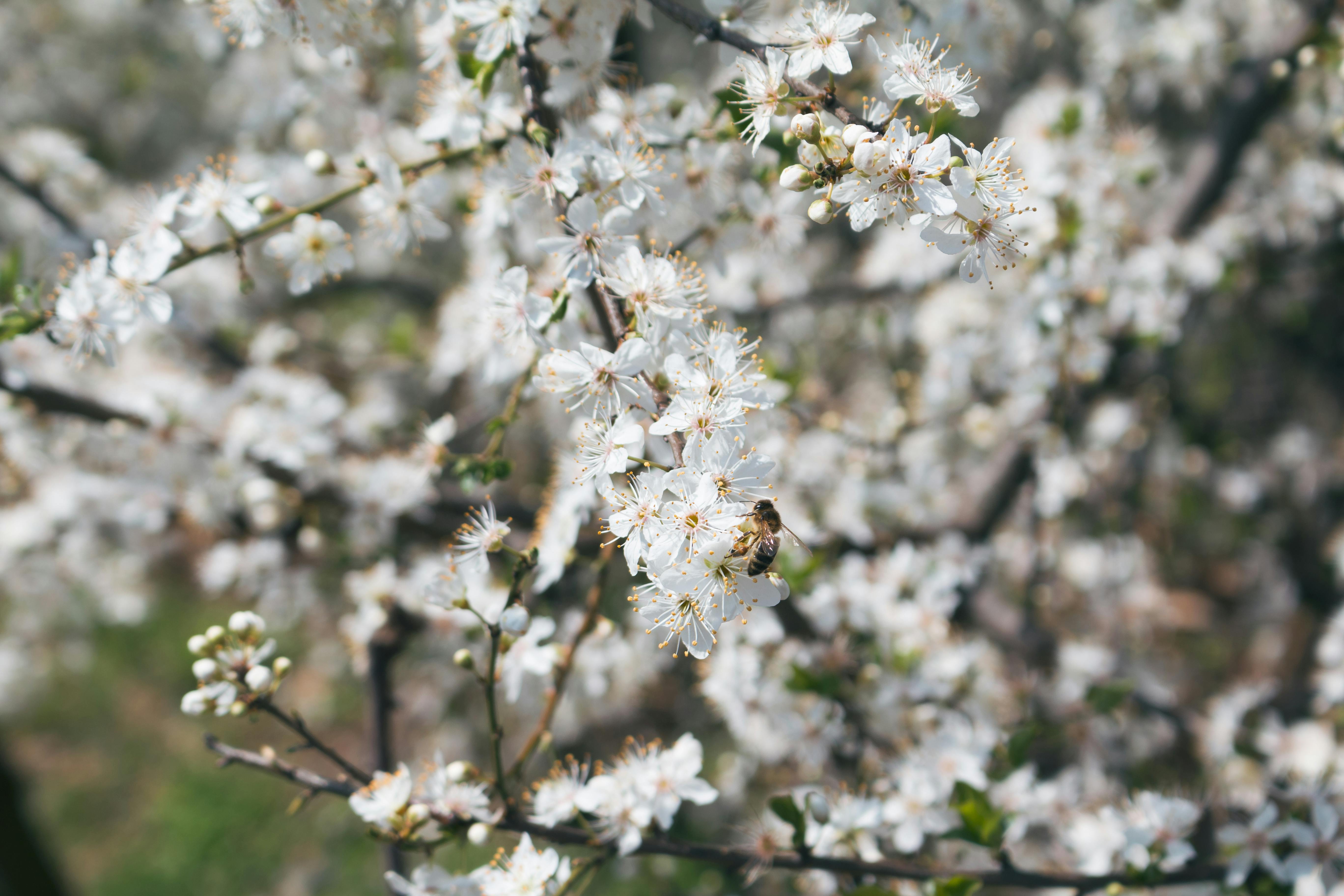 Free stock photo of animal, bee, branch - Stock Image - Everypixel