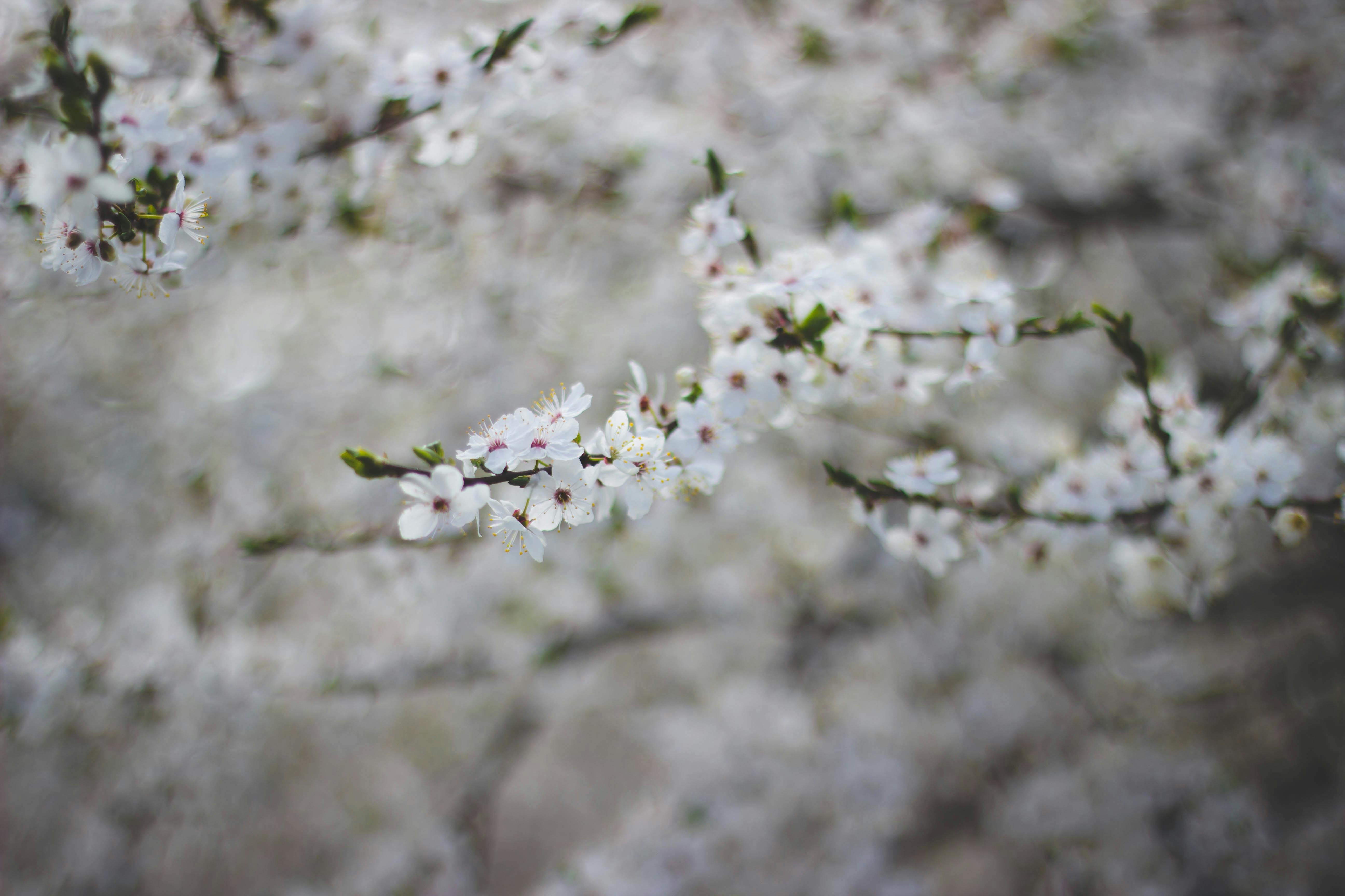 White Flowering Tree · Free Stock Photo