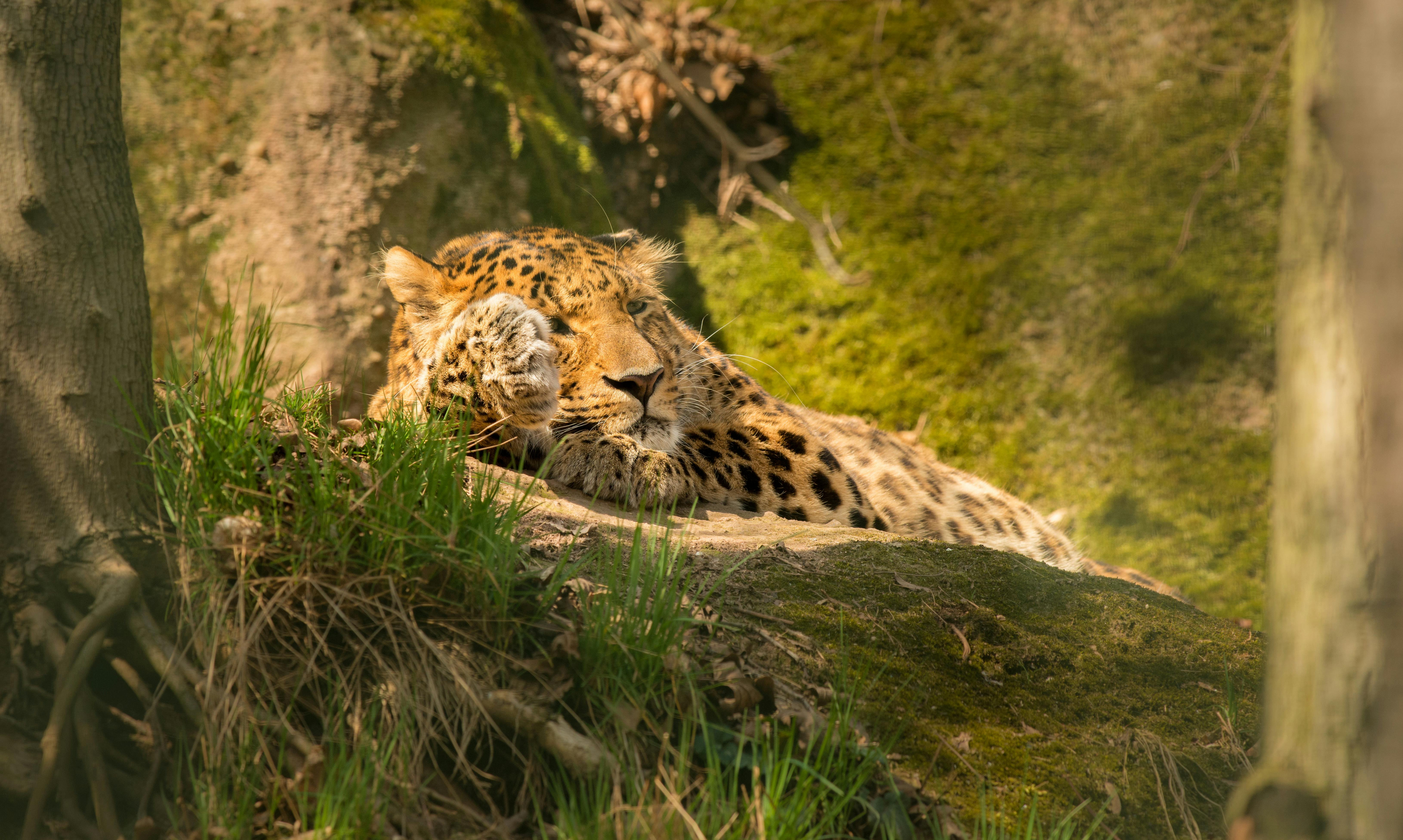 A Leopard Lying in the Forest · Free Stock Photo