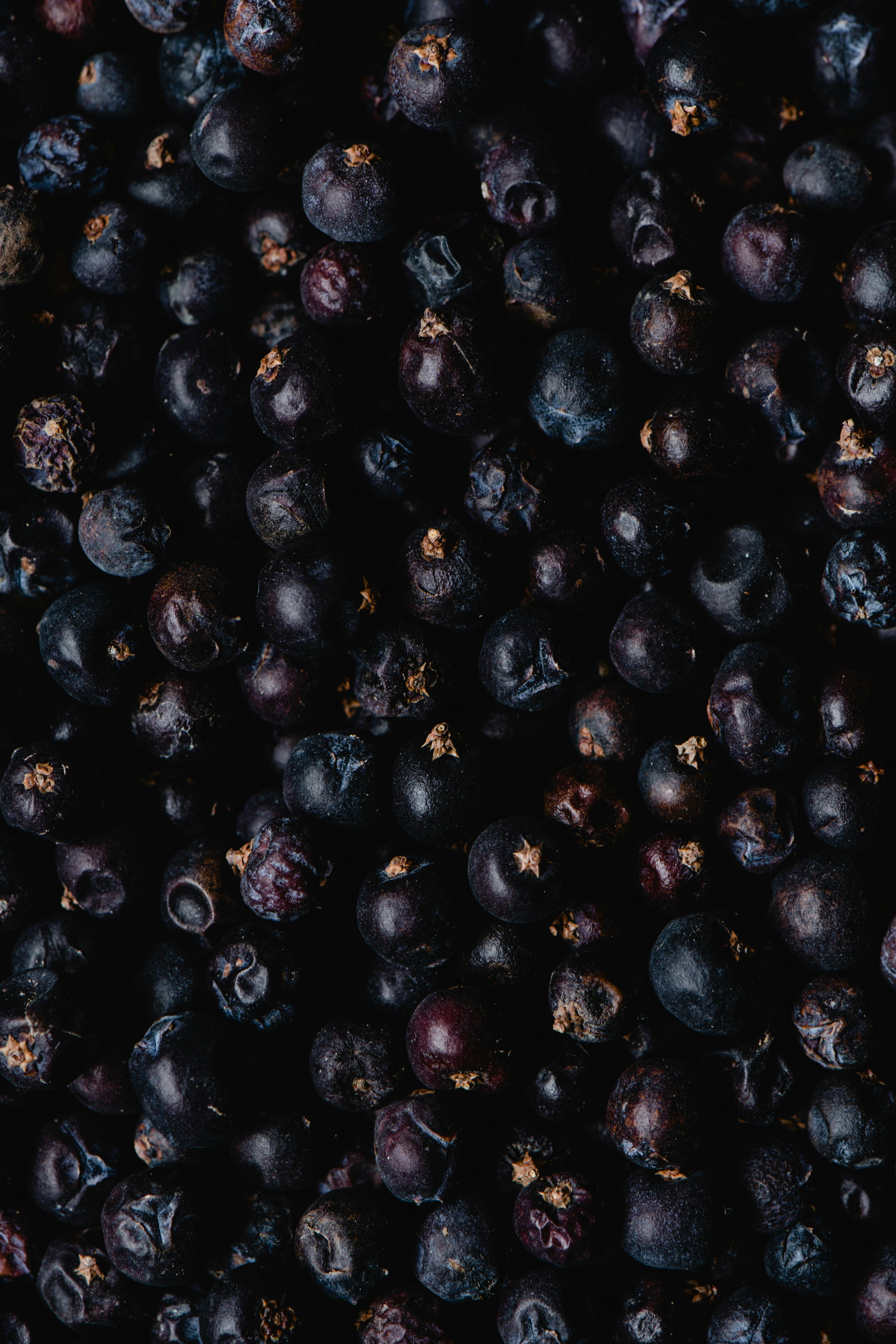30+ Best Juniper Photos · 100% Free Download · Pexels Stock Photos