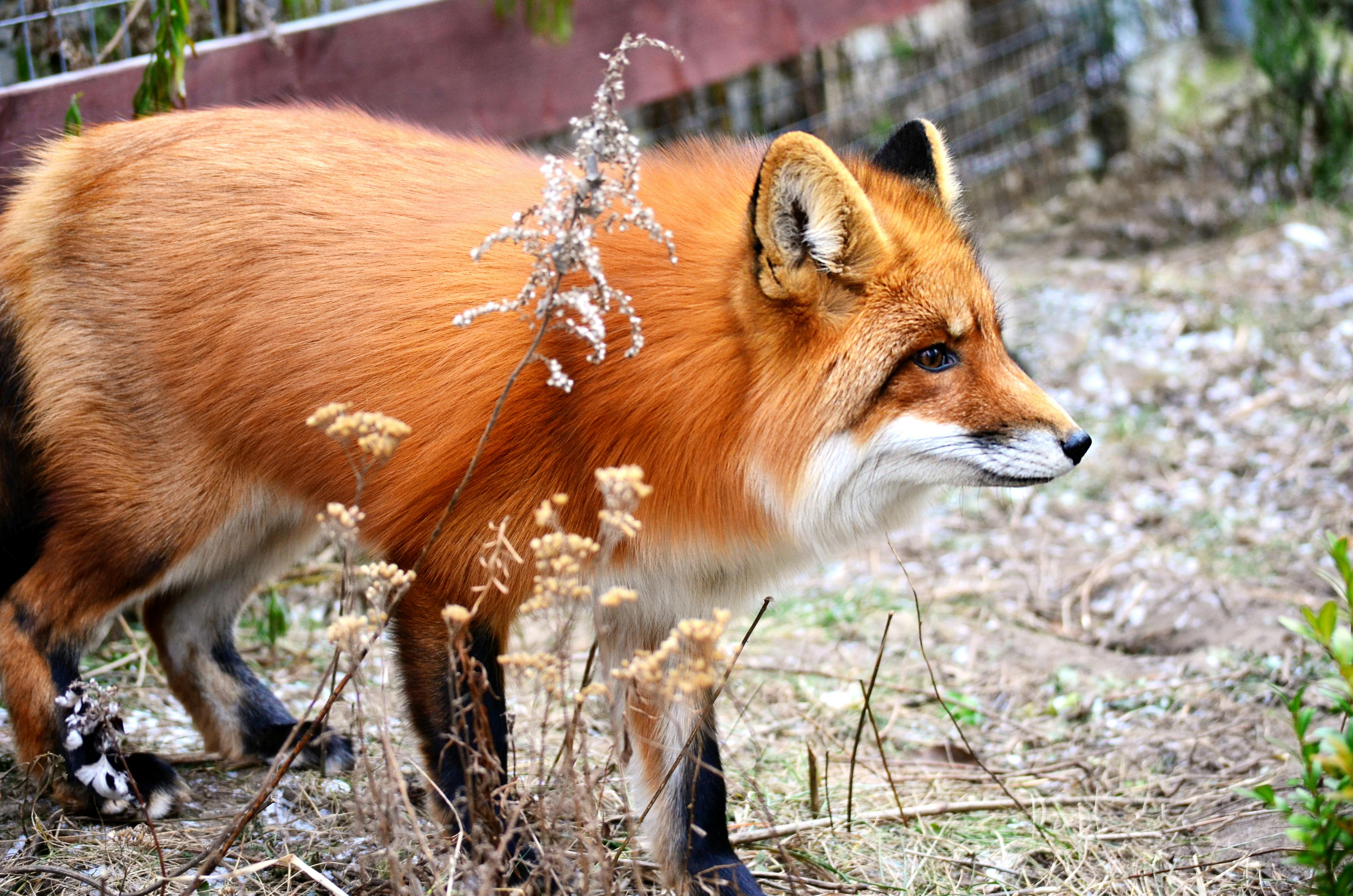 Fluffy fox walking on asphalt road · Free Stock Photo