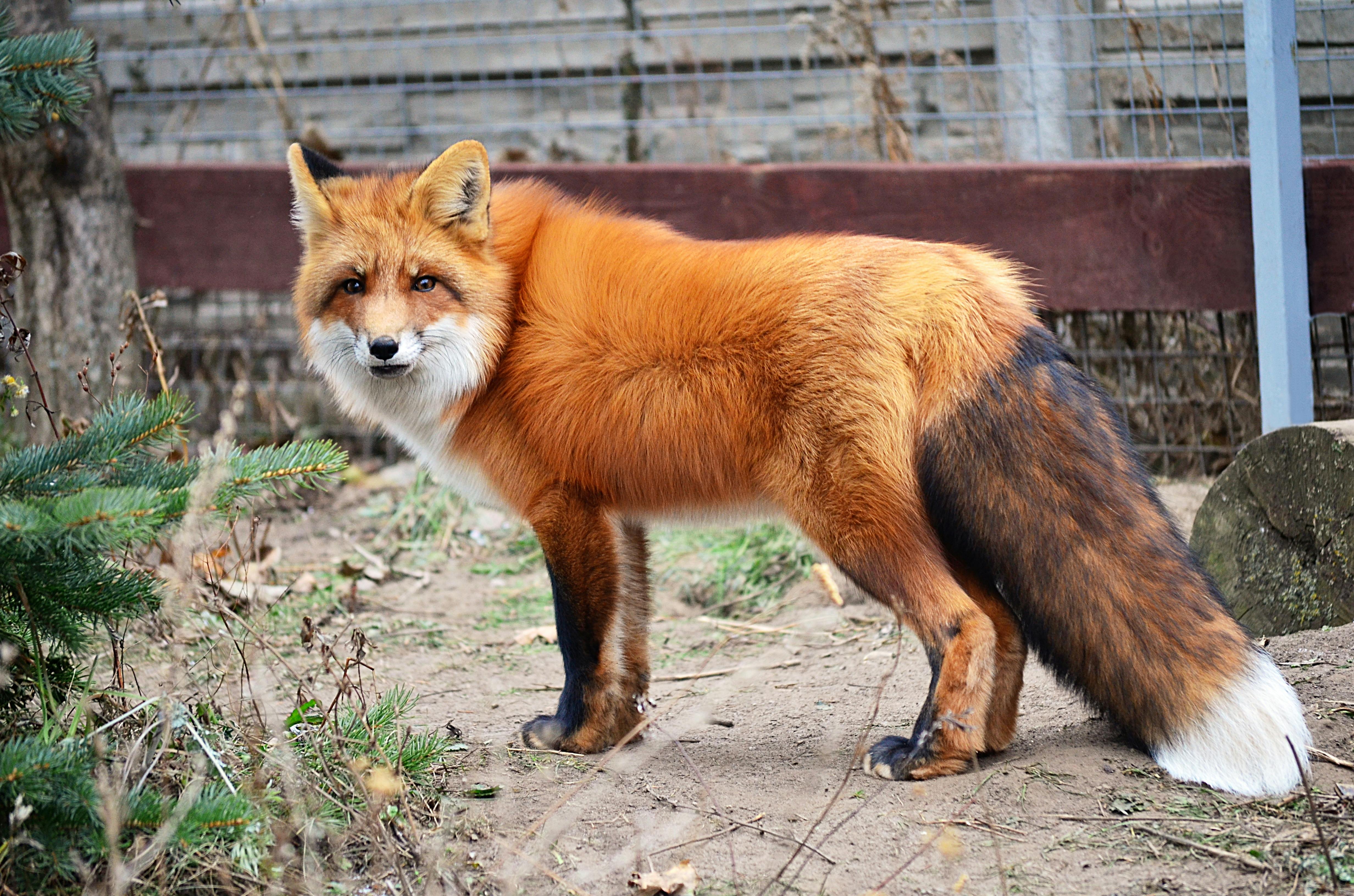 Fluffy fox walking on asphalt road · Free Stock Photo