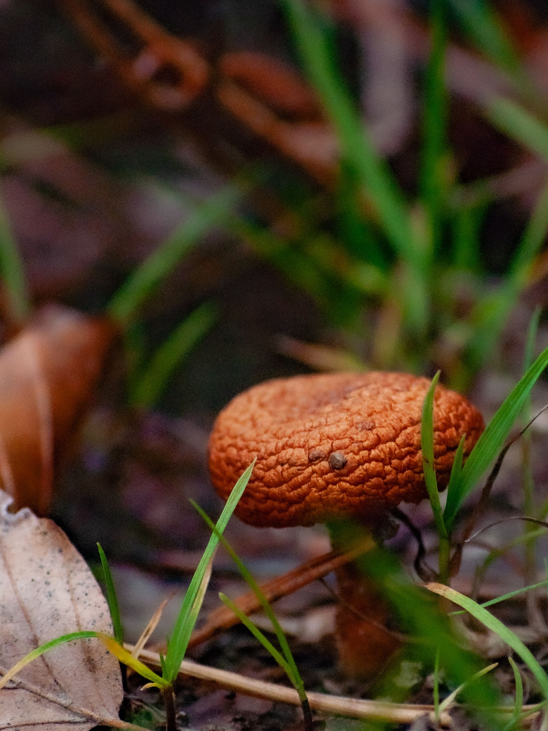 Mud and Fungus on Beach · Free Stock Photo