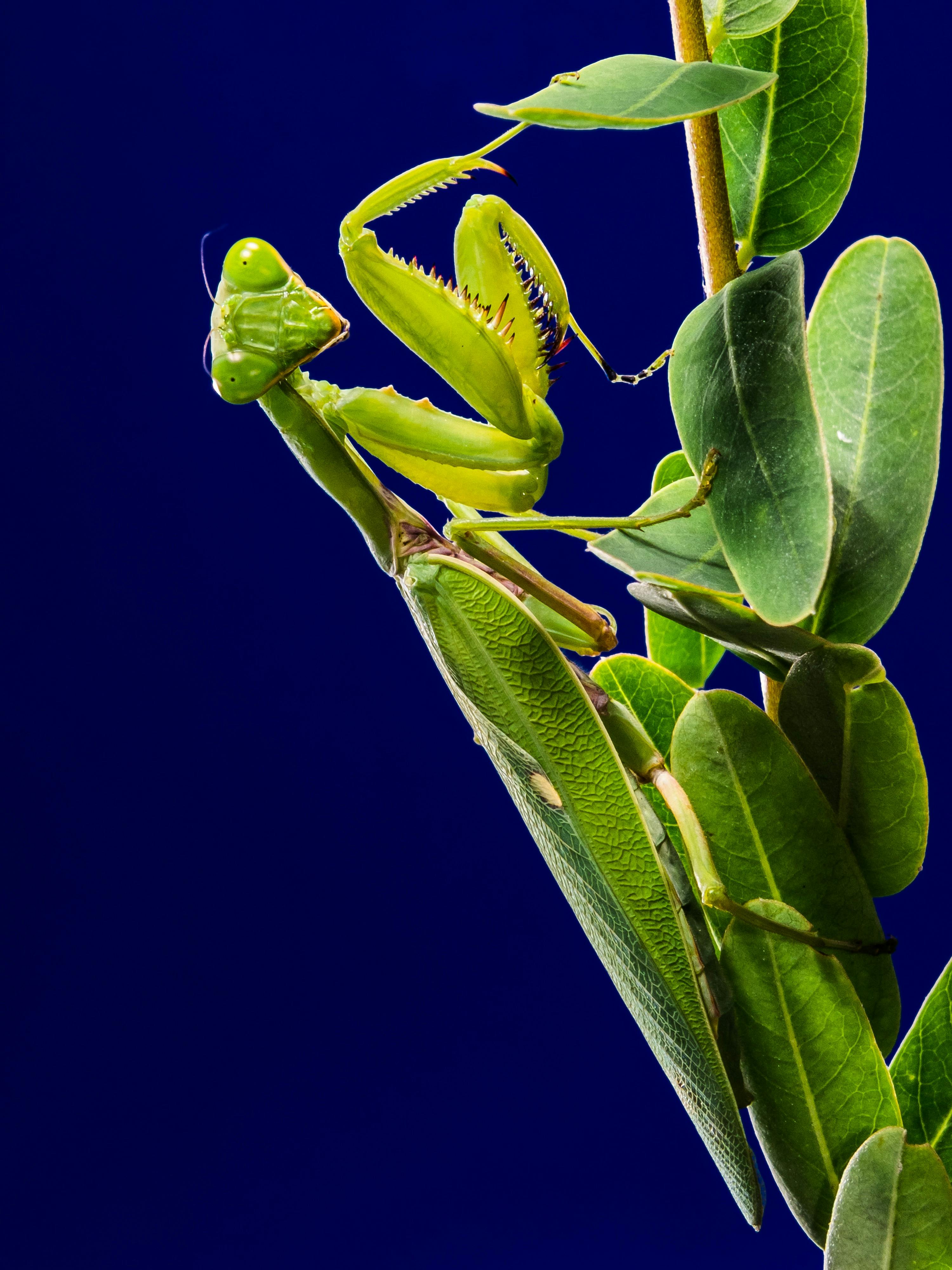 Green Praying Mantis on Green Leaf · Free Stock Photo