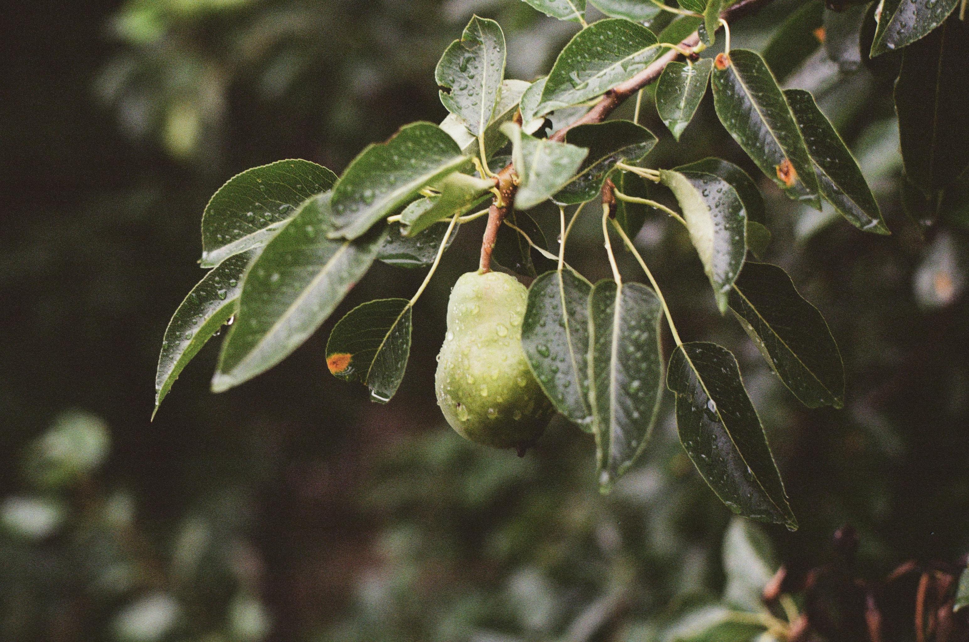Green Fruit on a Tree · Free Stock Photo