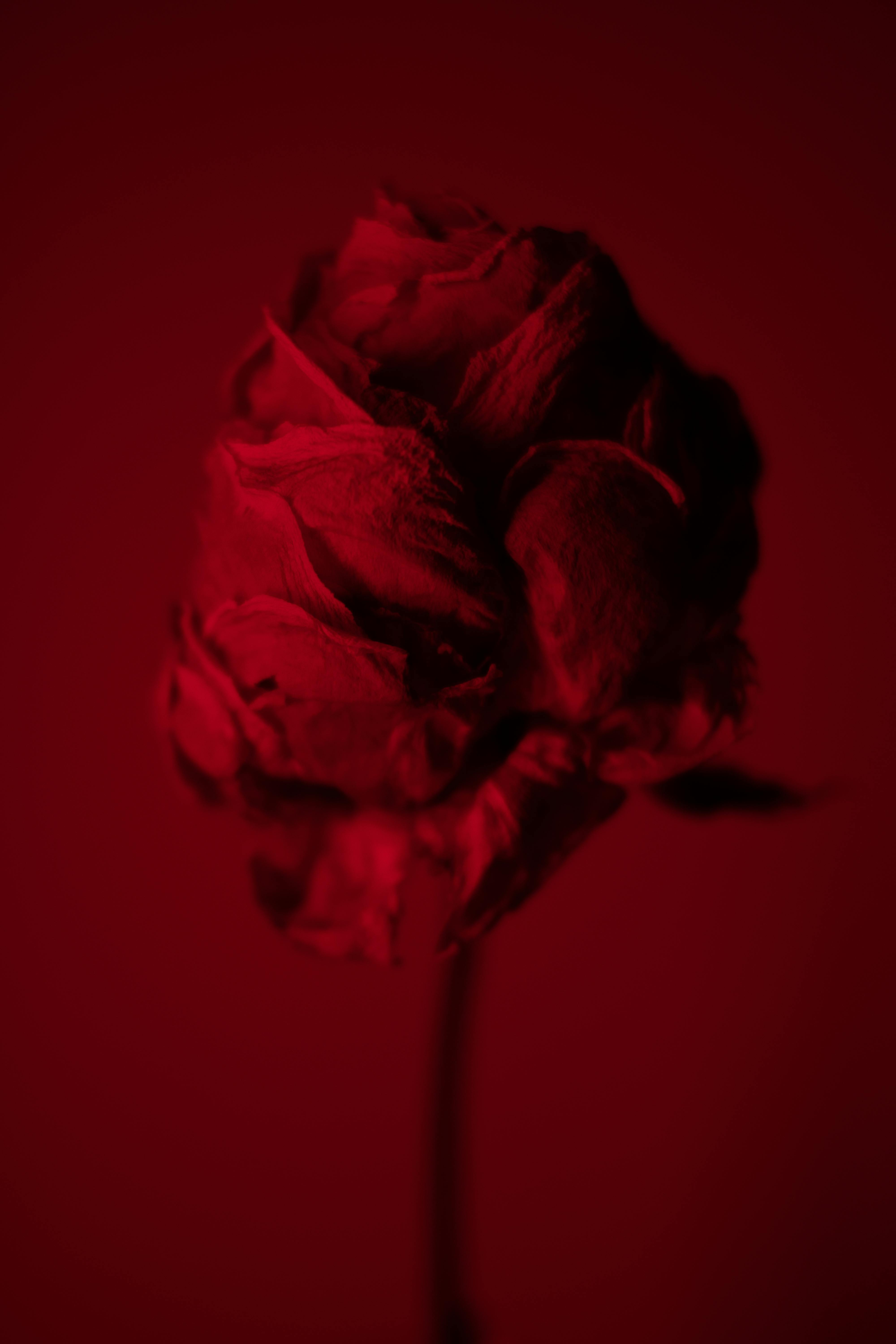 Neon Roses Photos, Download The BEST Free Neon Roses Stock Photos & HD ...