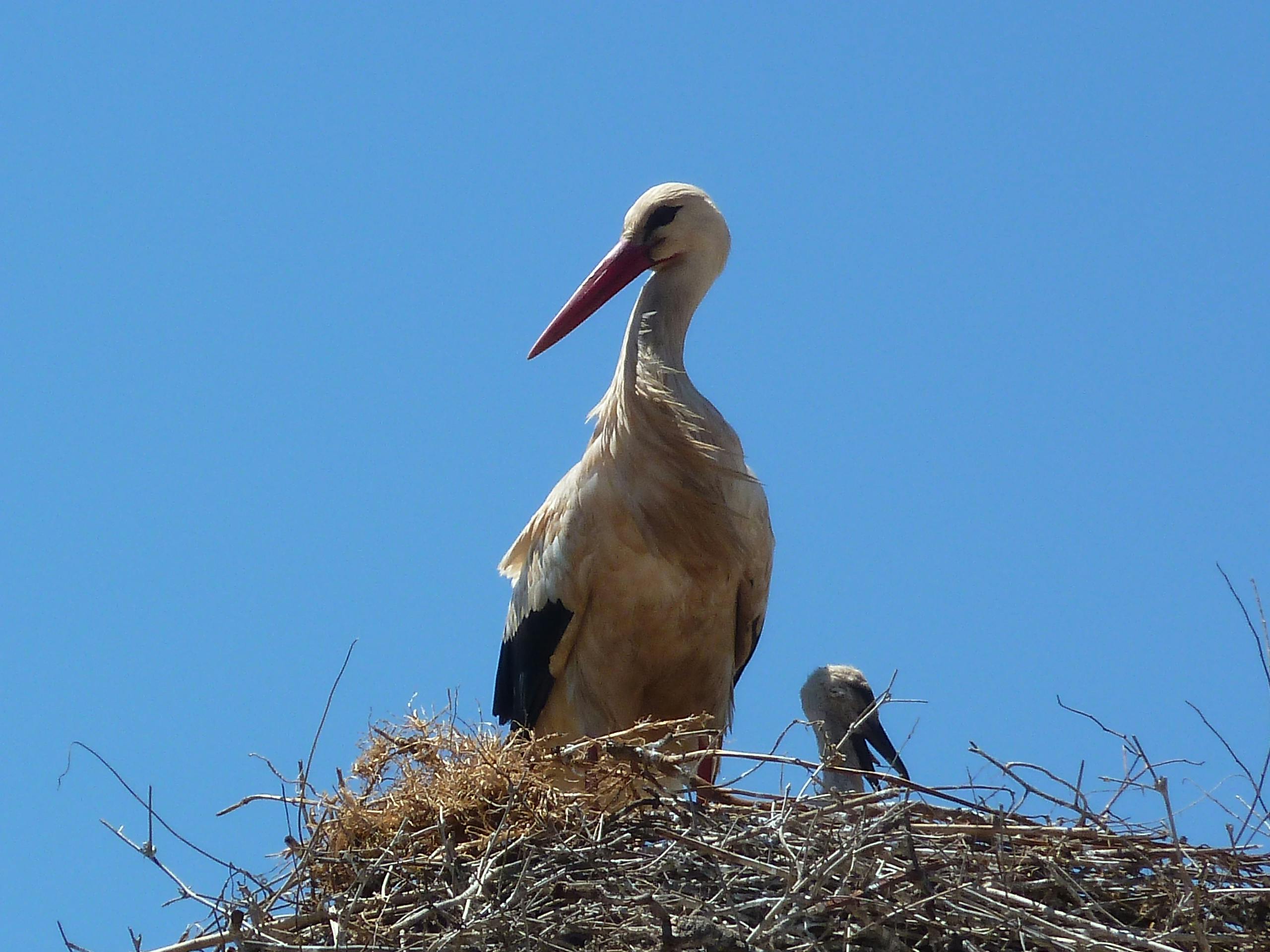 Free stock photo of storks