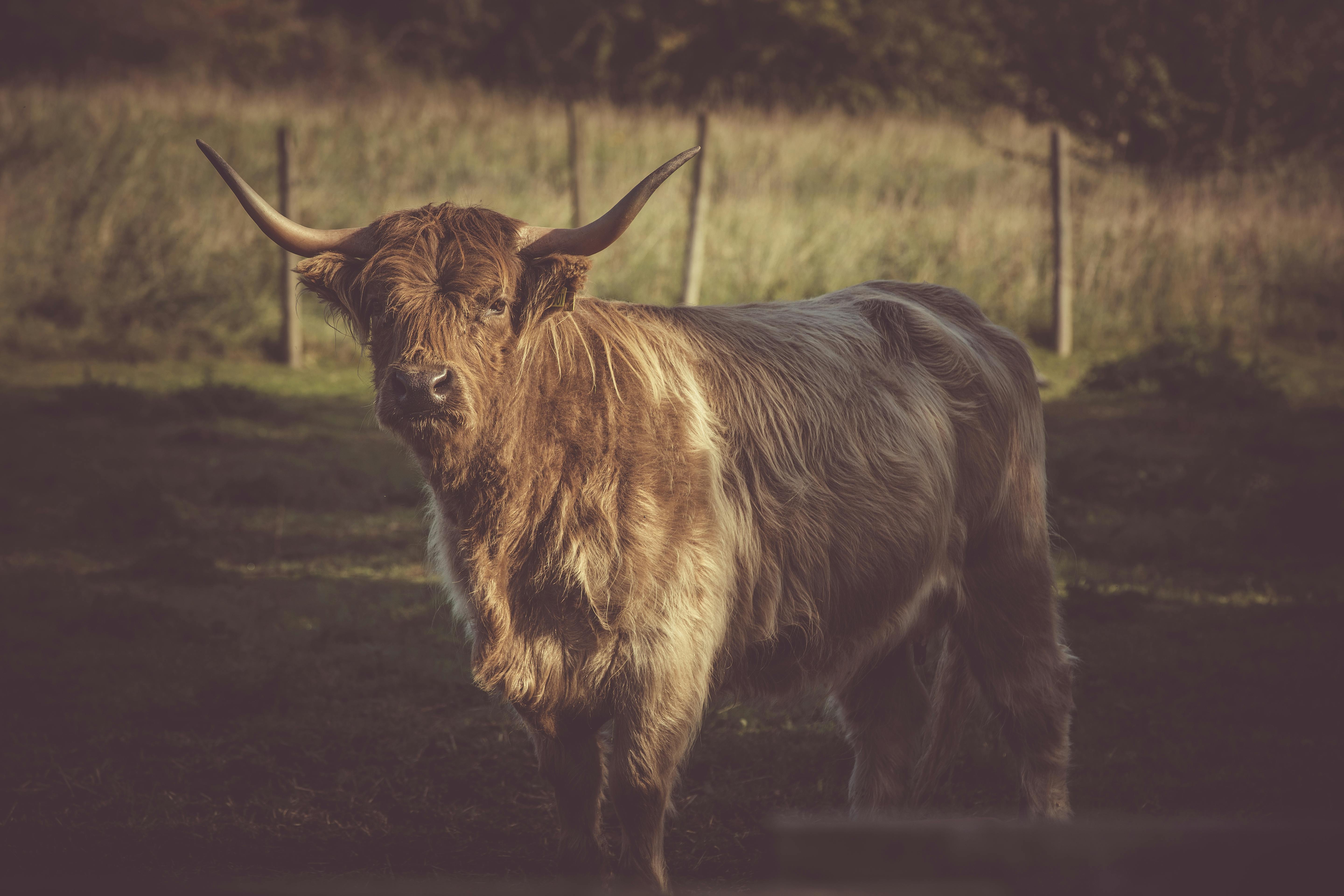 Brown Buffalo · Free Stock Photo