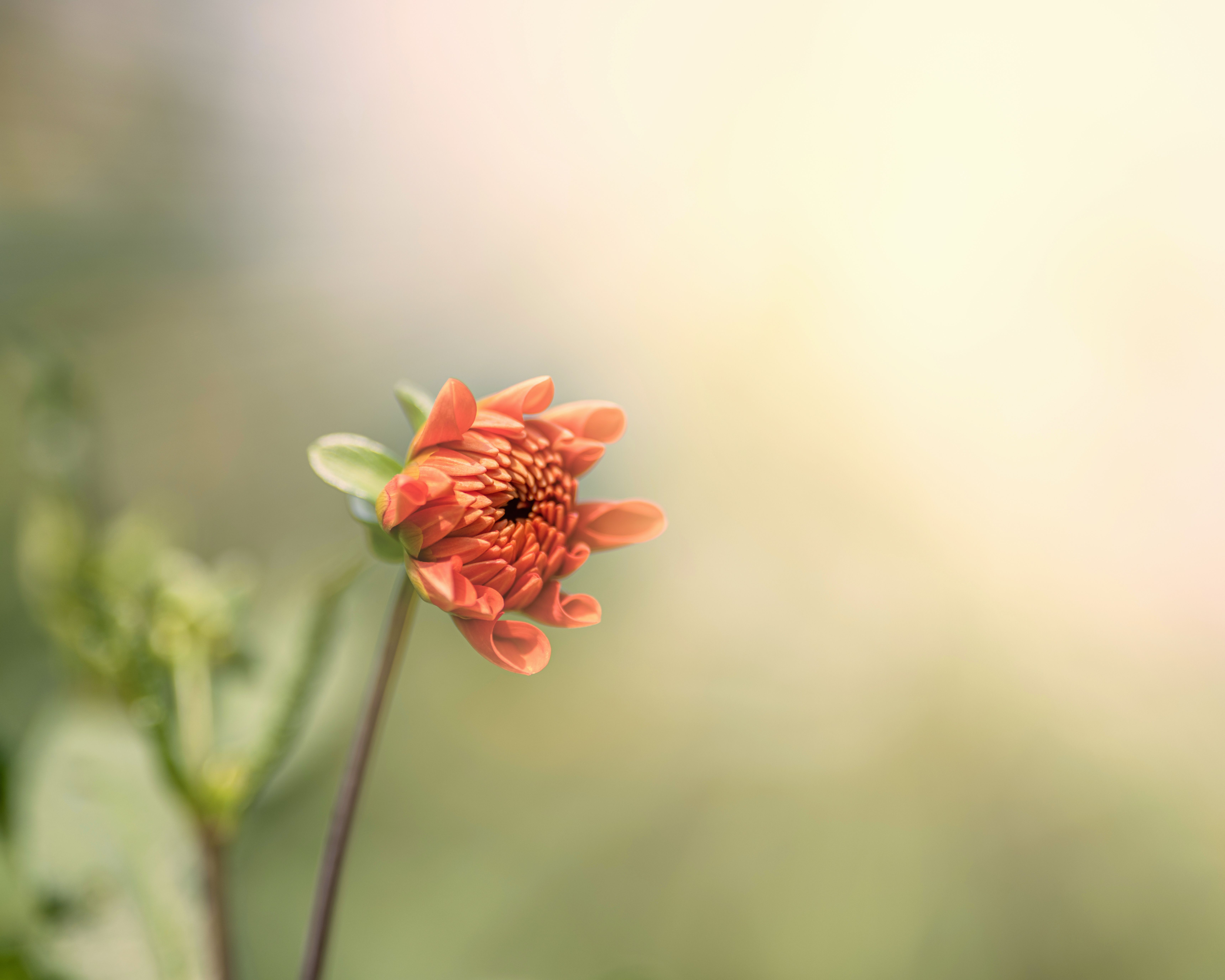 Small blooming flower in garden · Free Stock Photo