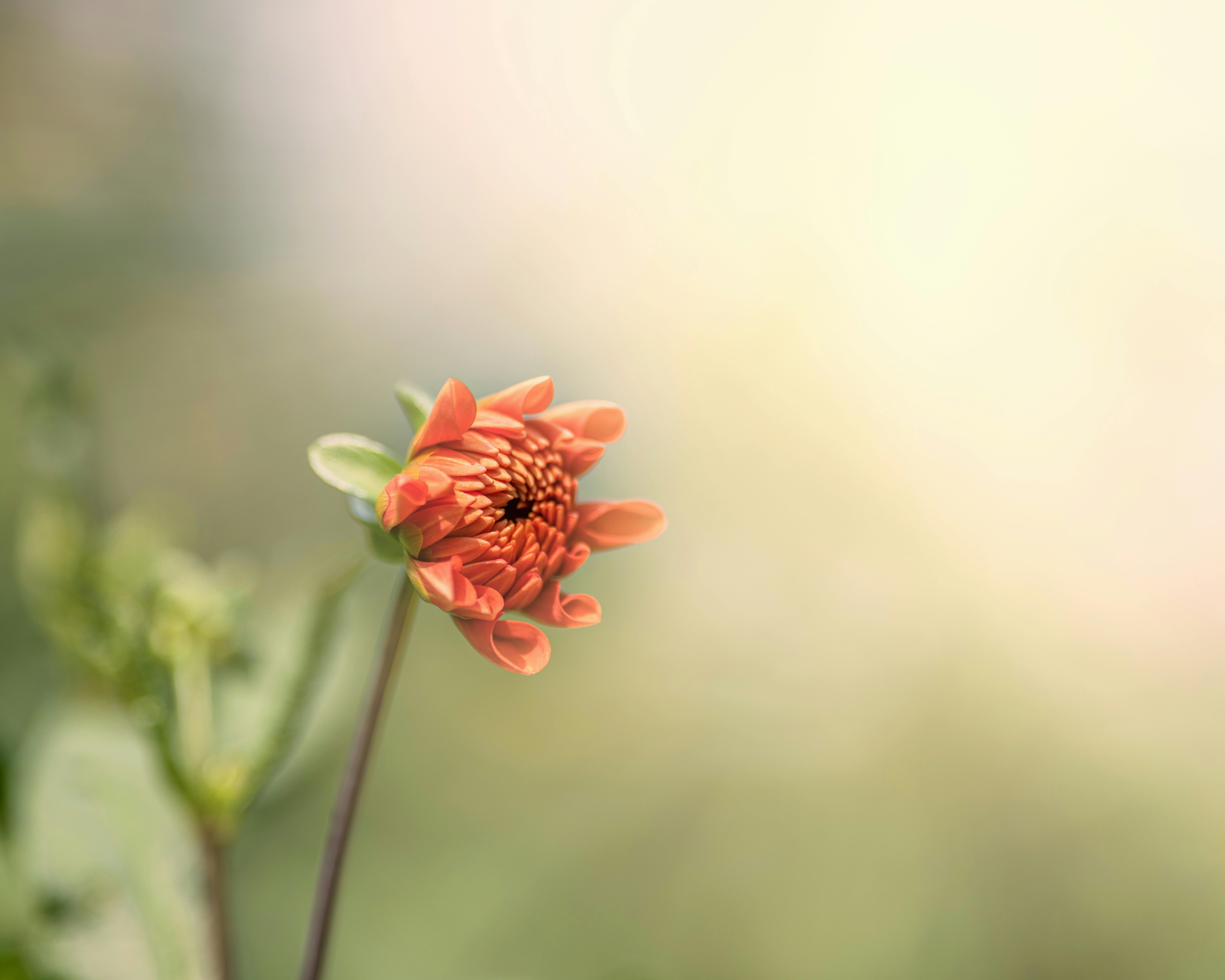 Faded flowers on sprigs in autumn garden · Free Stock Photo