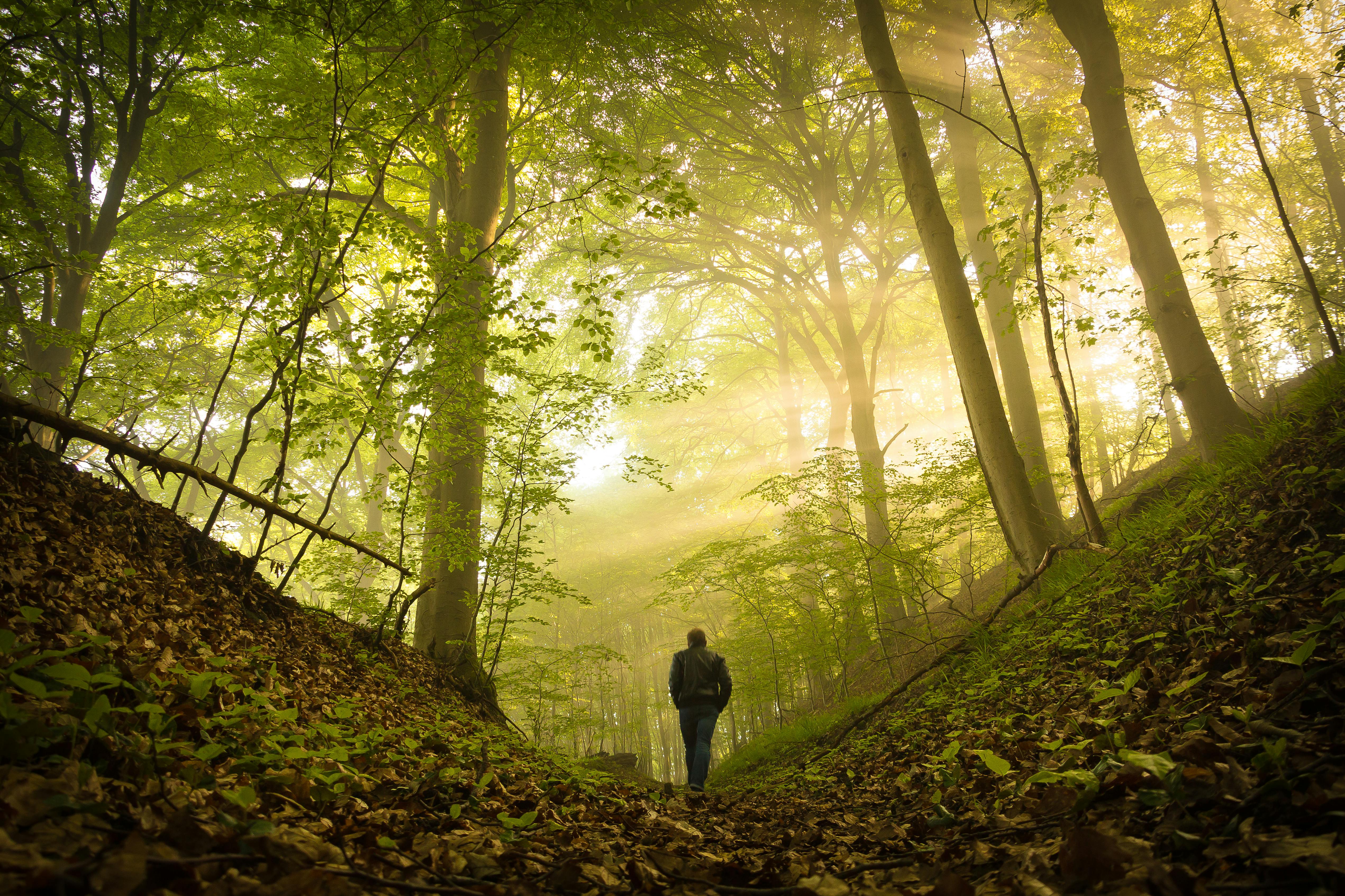 Man Walking in Forest in Sun · Free Stock Photo