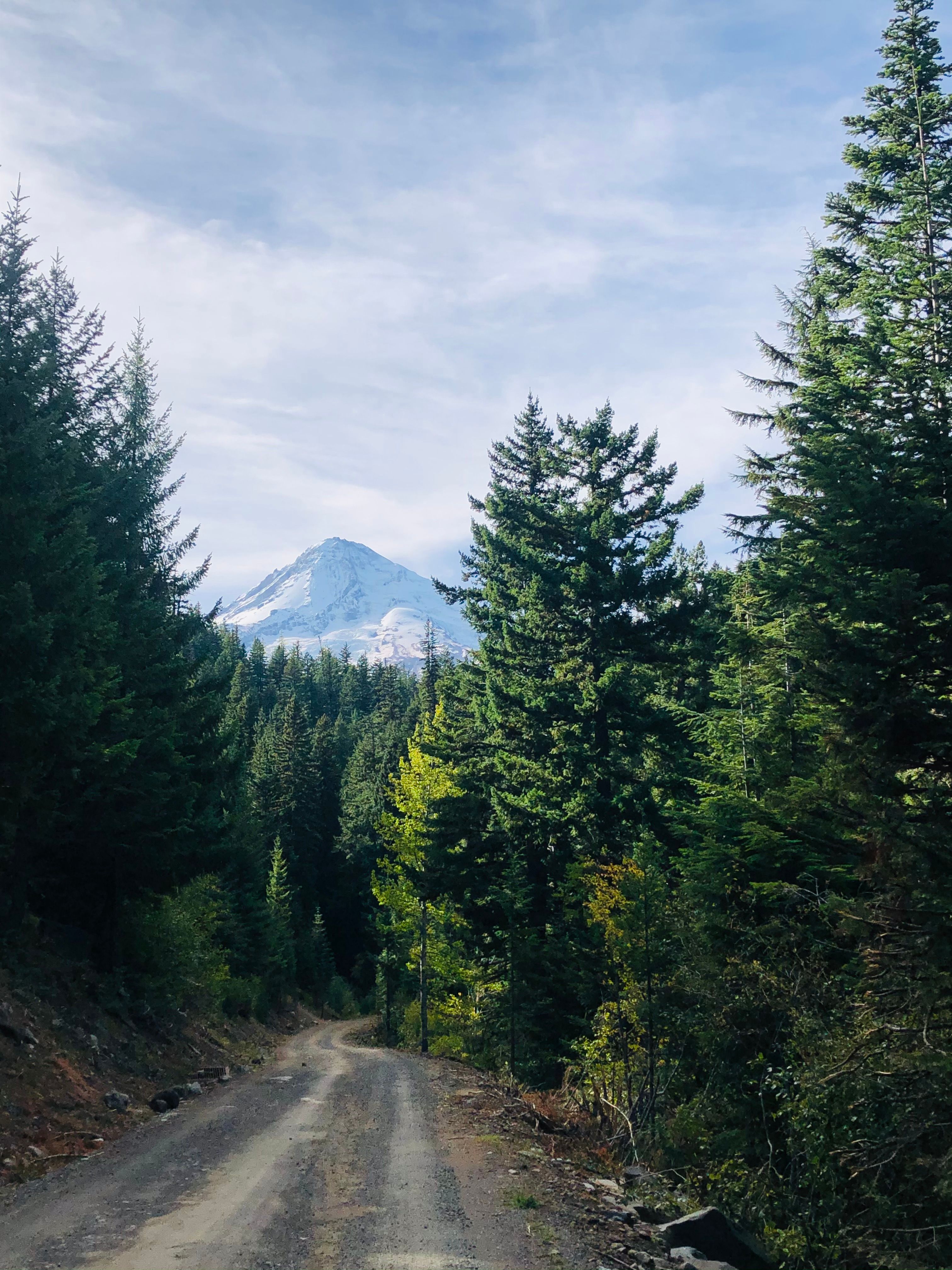 37,997+ Best Free Evergreen forest Stock Photos & Images · 100% Royalty ...