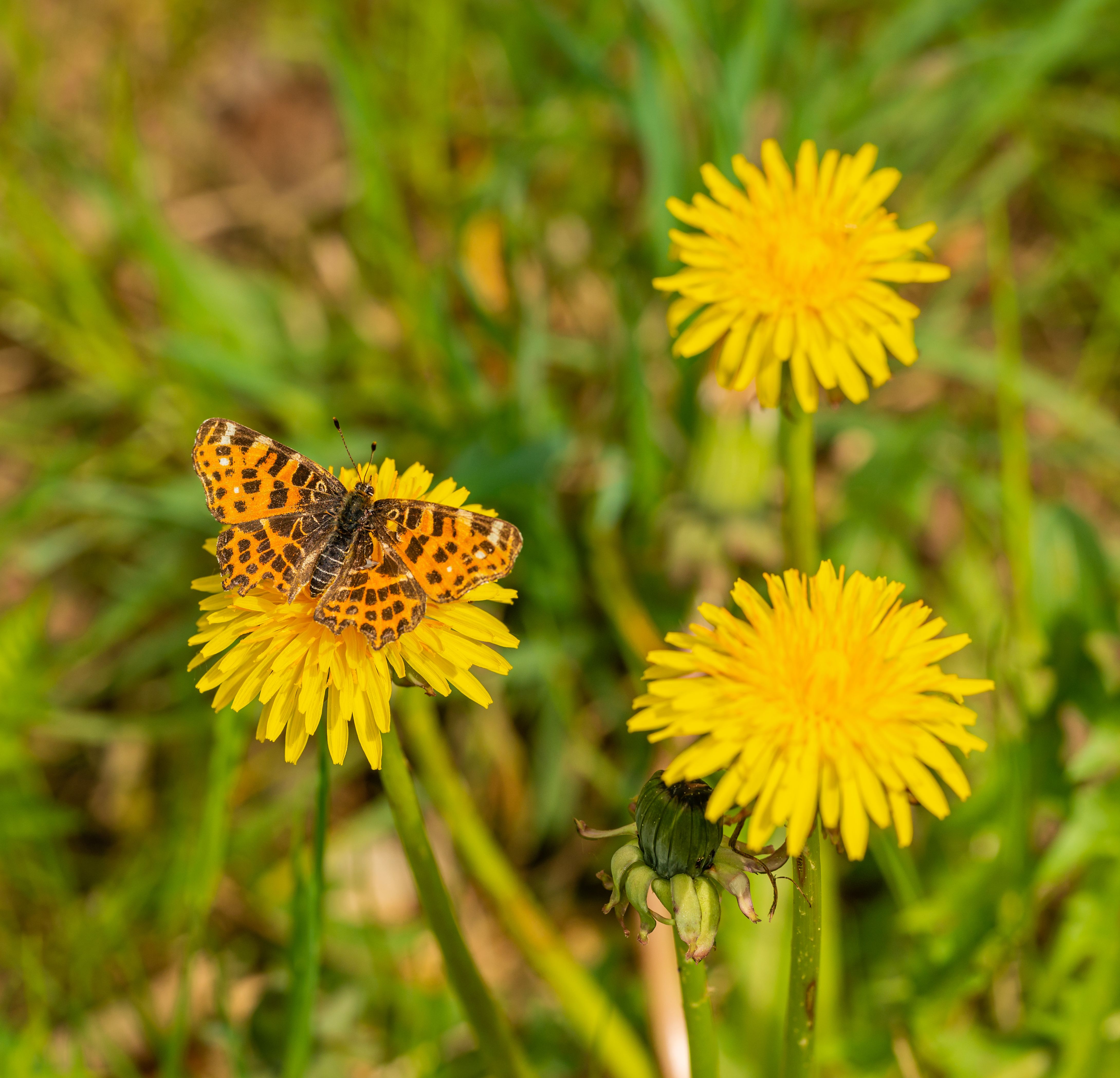 Close up of Insect on Dandelion · Free Stock Photo
