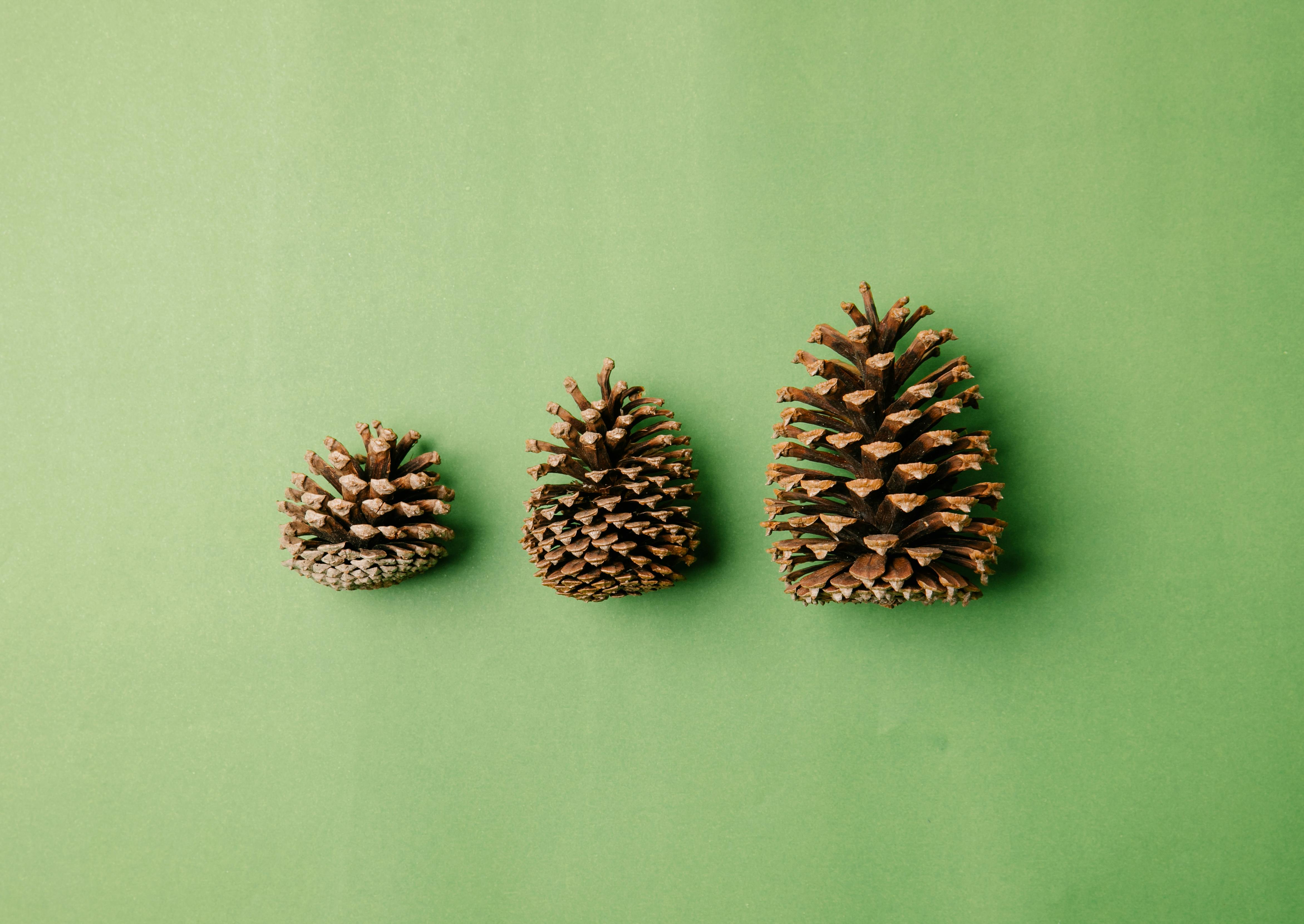 Different dry pine cones on green background · Free Stock Photo