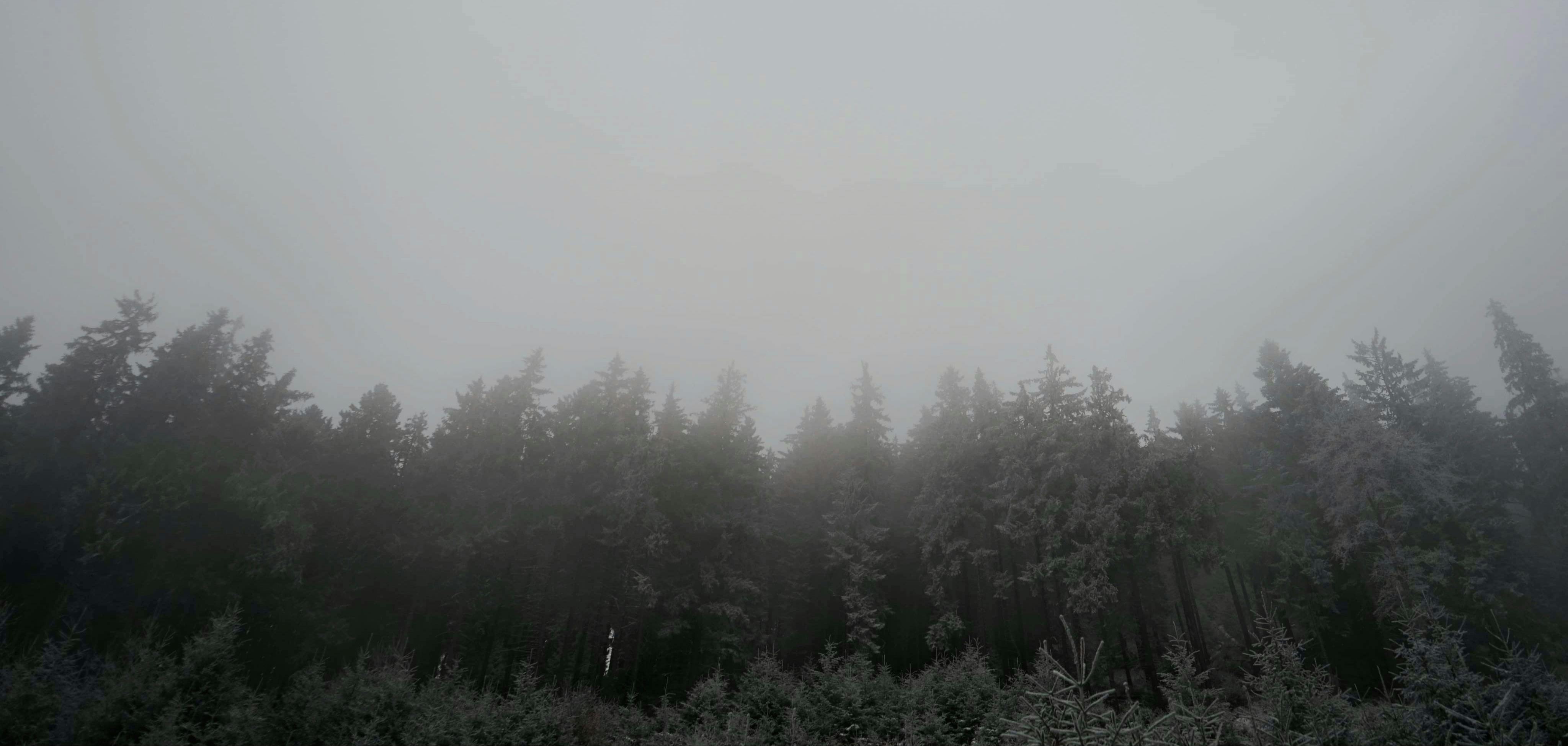 Grayscale Photo of a Foggy Coniferous Forest · Free Stock Photo