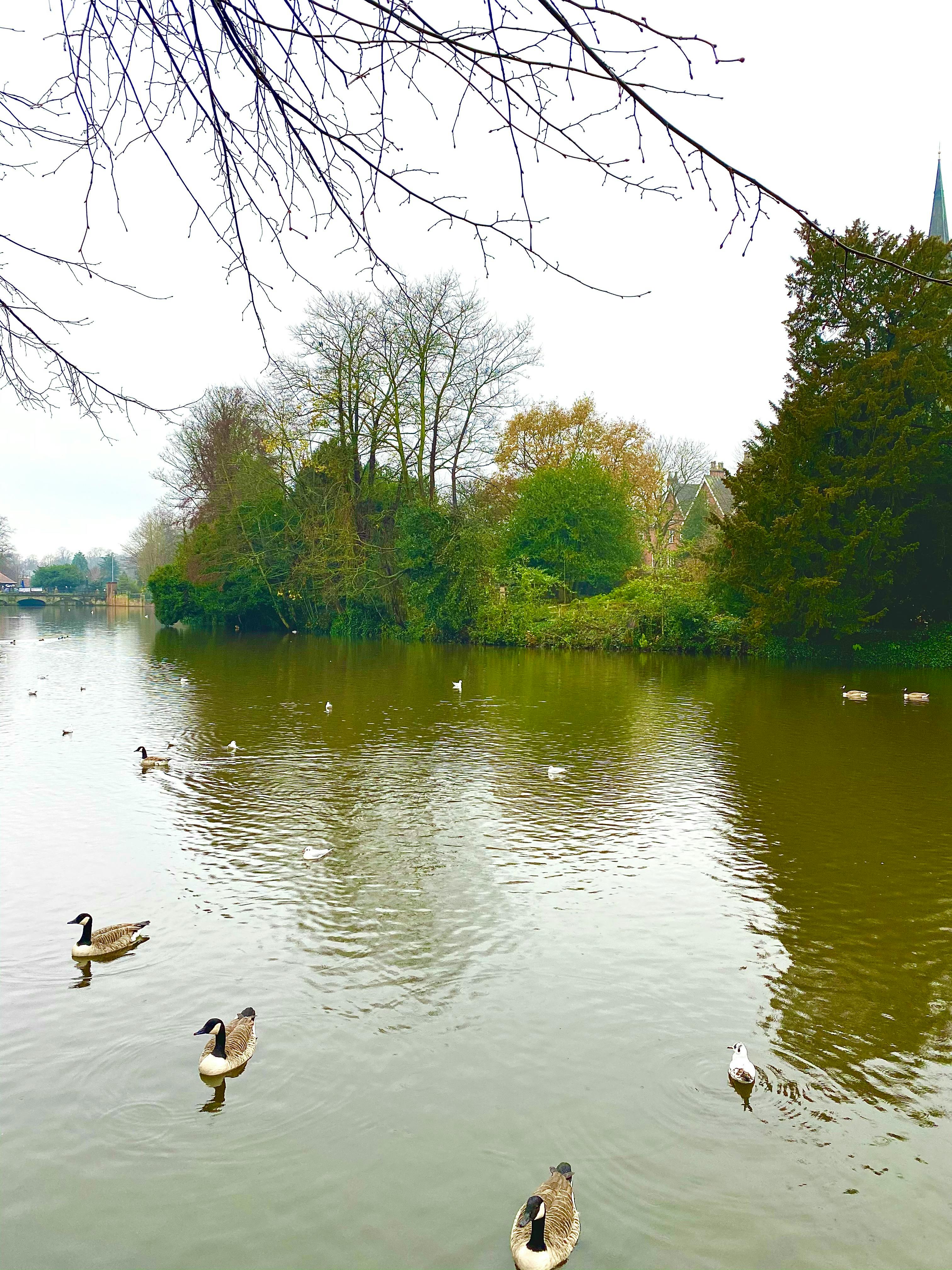 Ducks In a Lake · Free Stock Photo