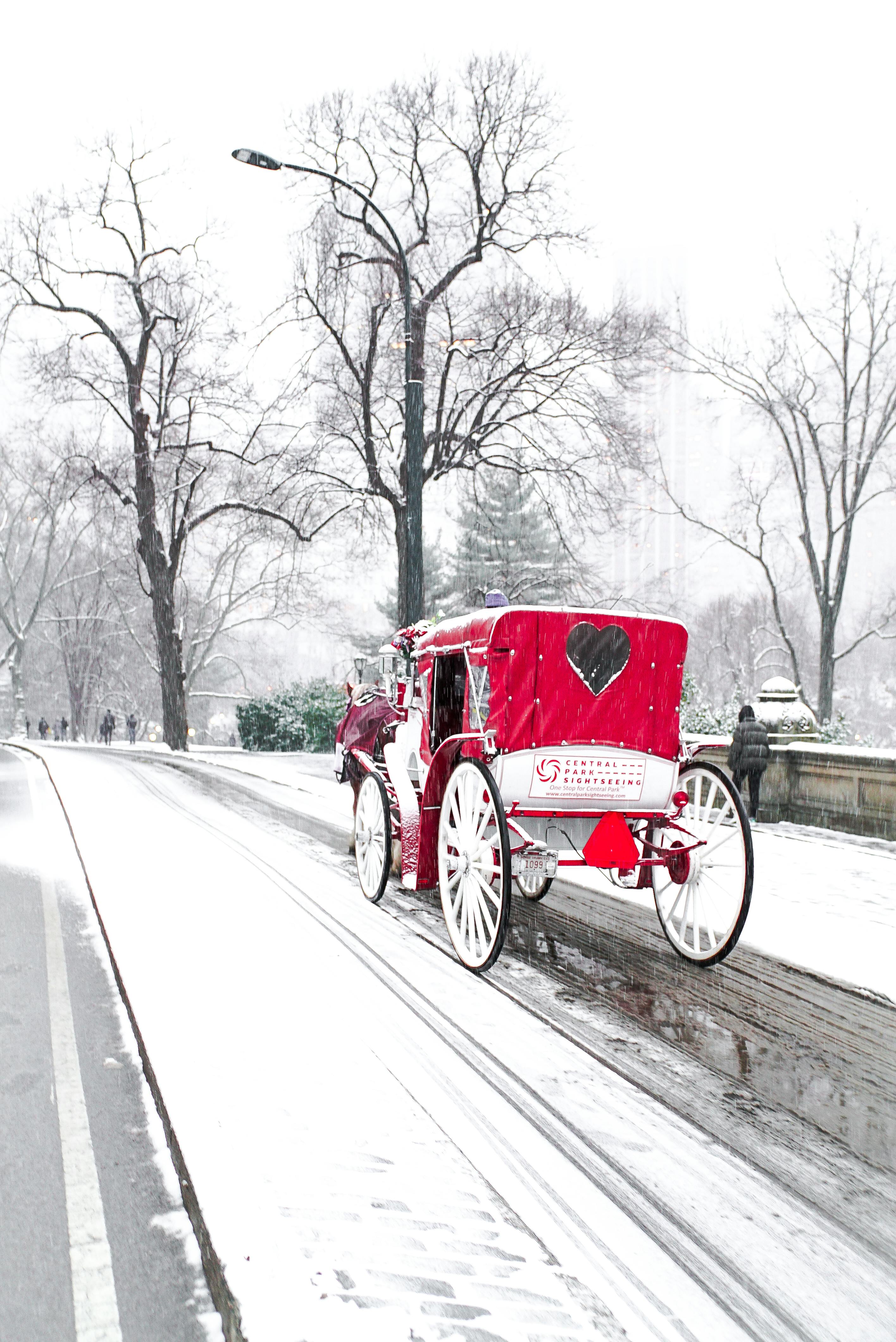 Horse Carriage Photos, Download The BEST Free Horse Carriage Stock ...