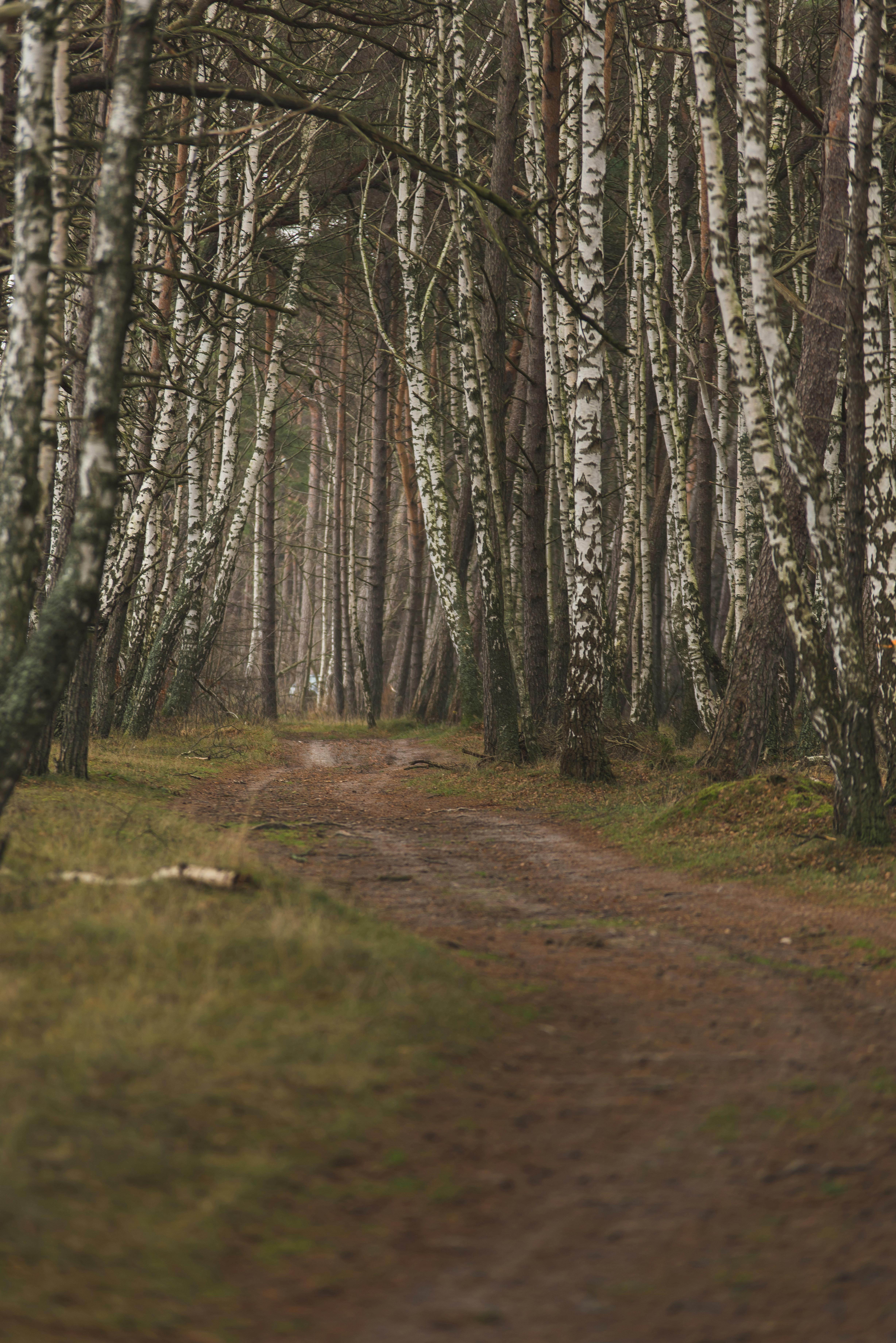 Path through forest with plants · Free Stock Photo