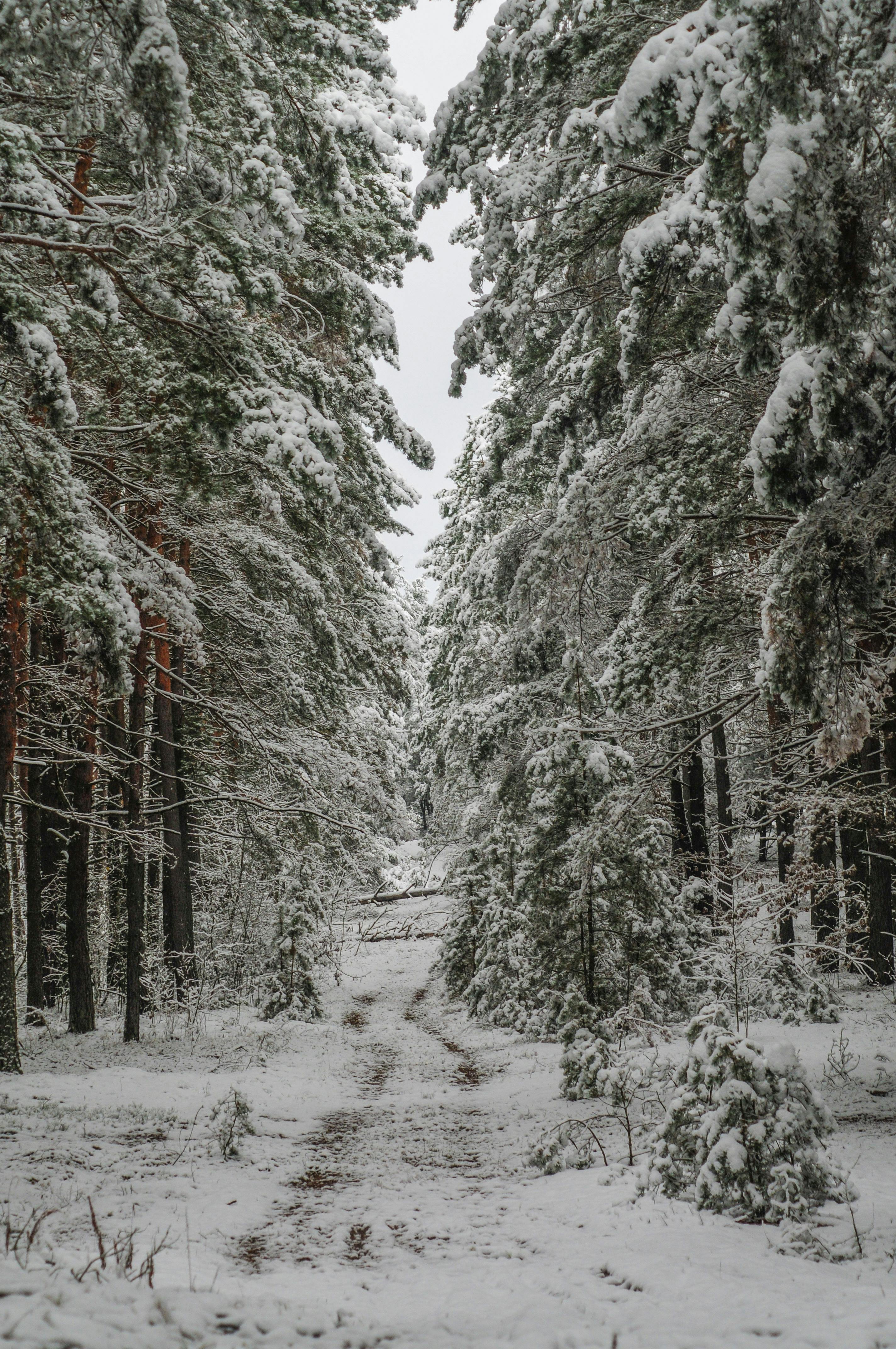 Trail in a Forest Covered in Snow · Free Stock Photo
