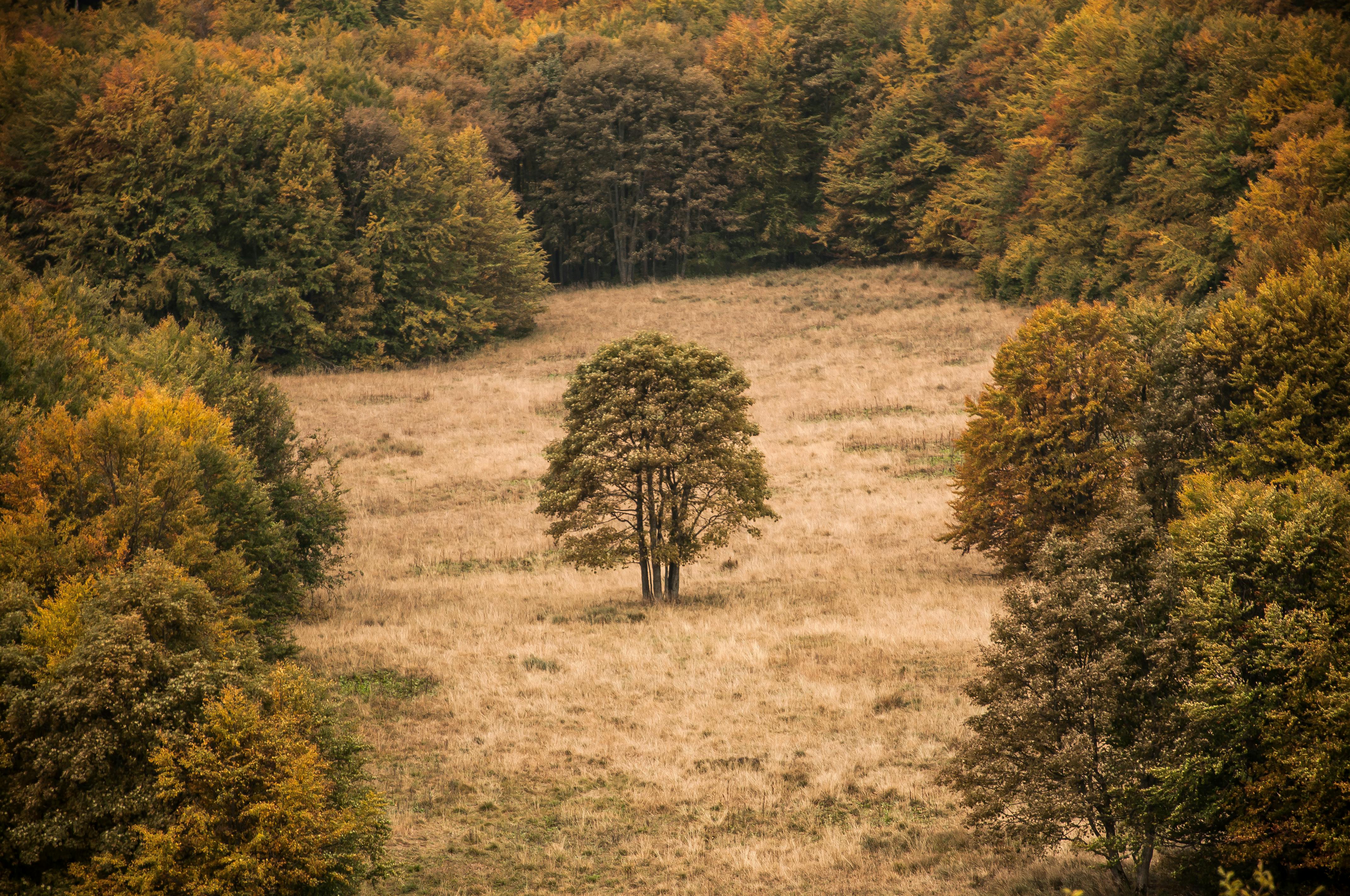 Tree growing amidst lush trees · Free Stock Photo