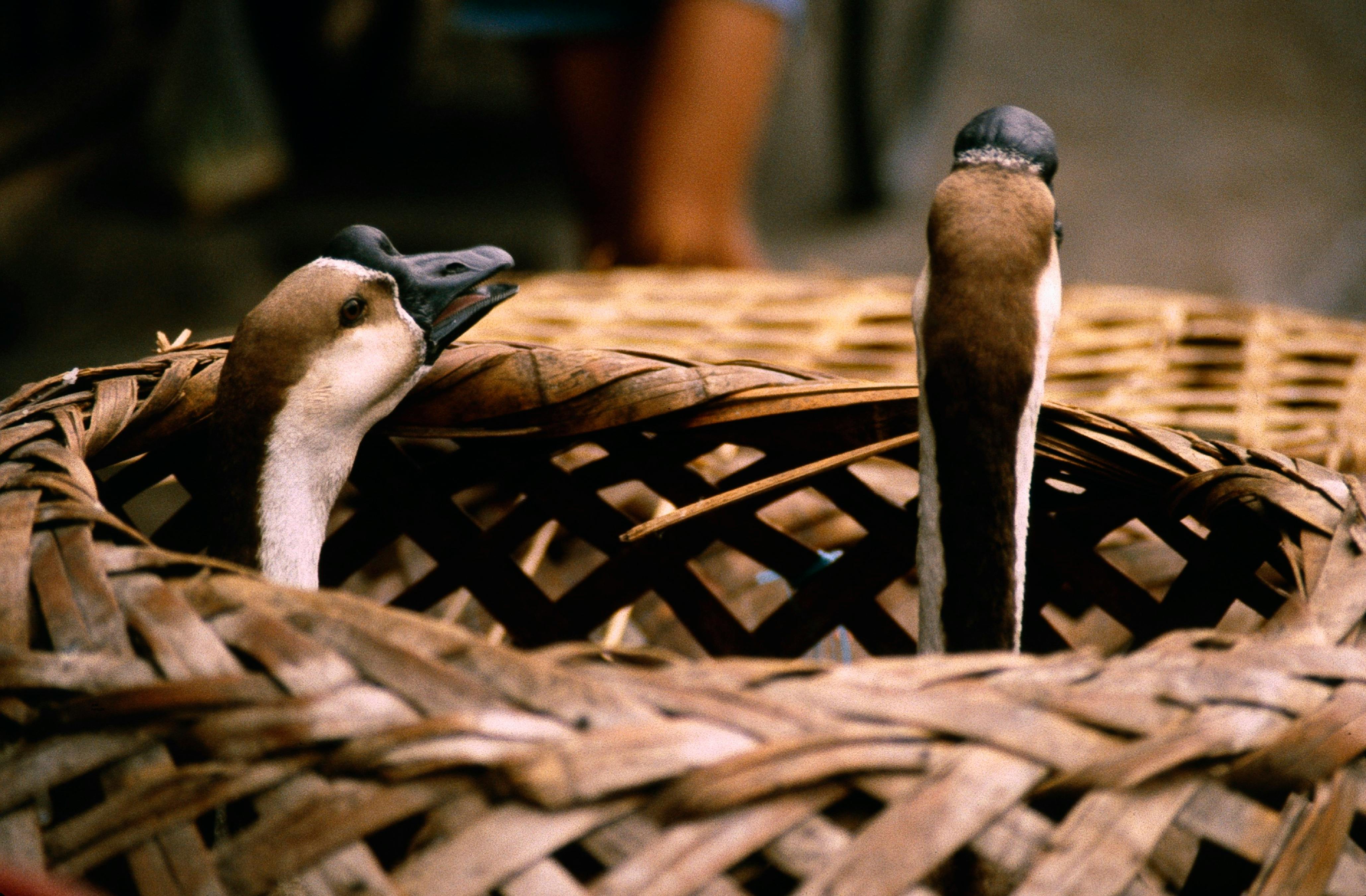 Beak Heads Photos, Download The BEST Free Beak Heads Stock Photos & HD ...