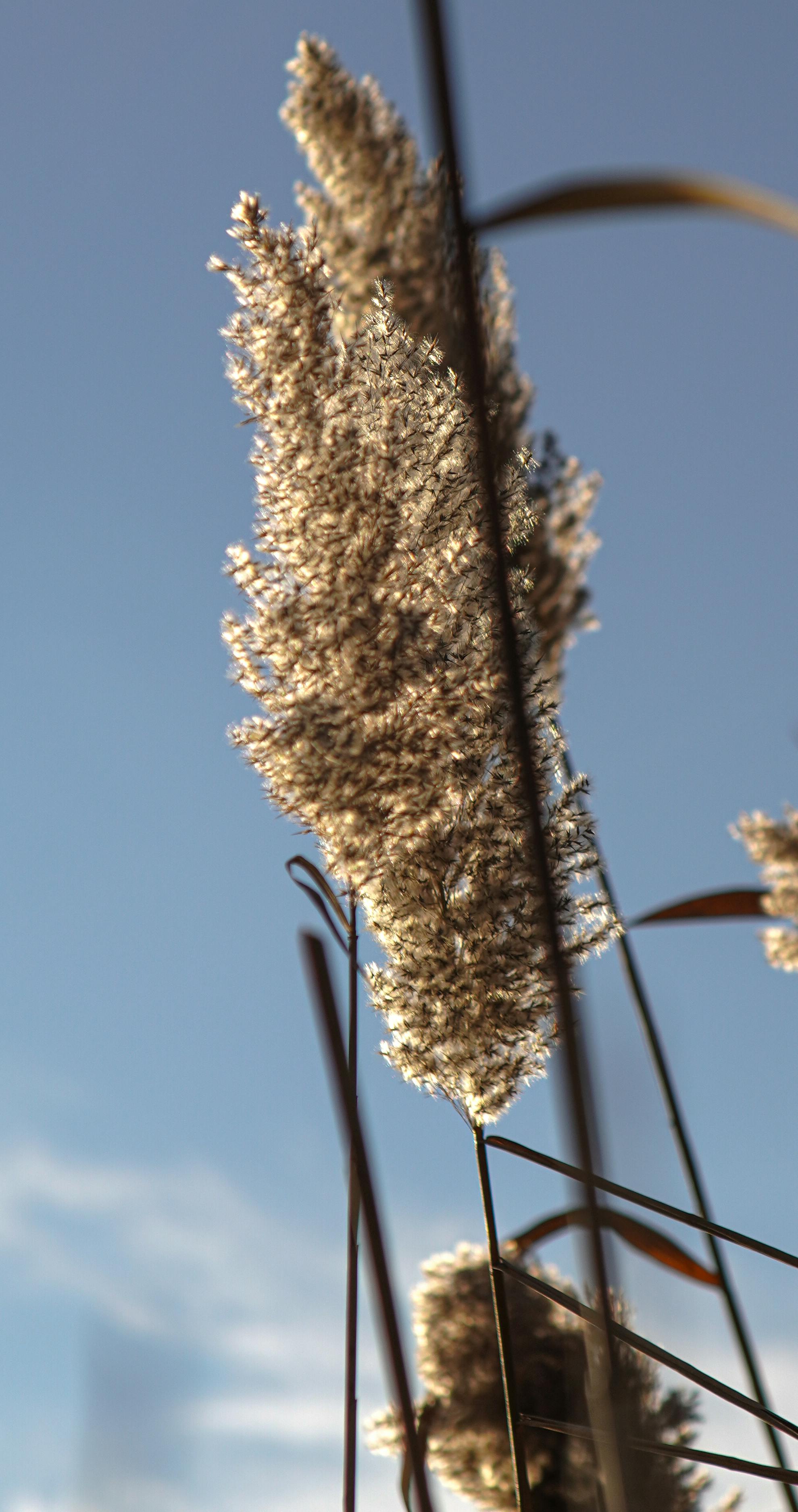 Nature 38 Photos & Videos Collected by Styves Exantus