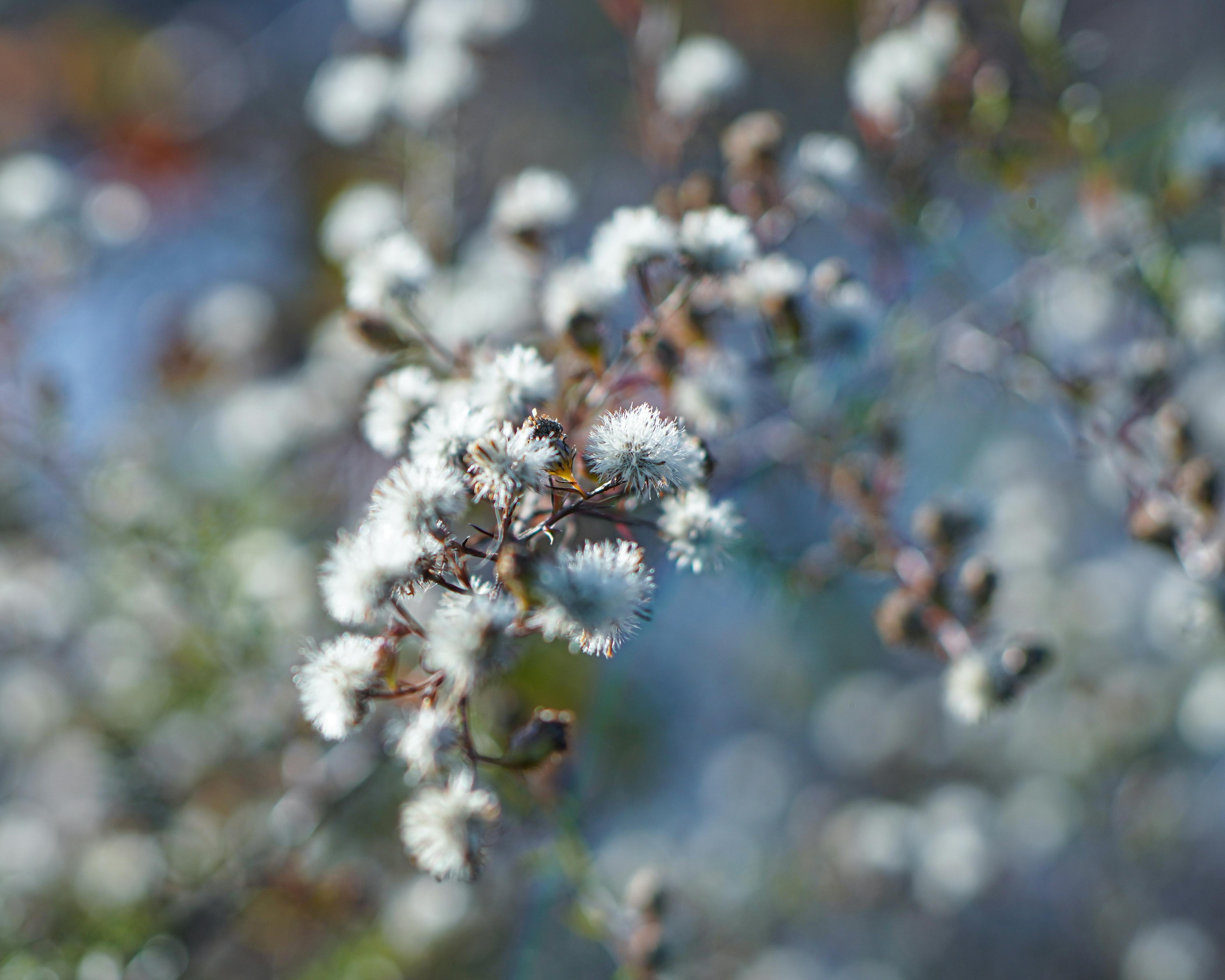 Nature 38 Photos & Videos Collected by Styves Exantus