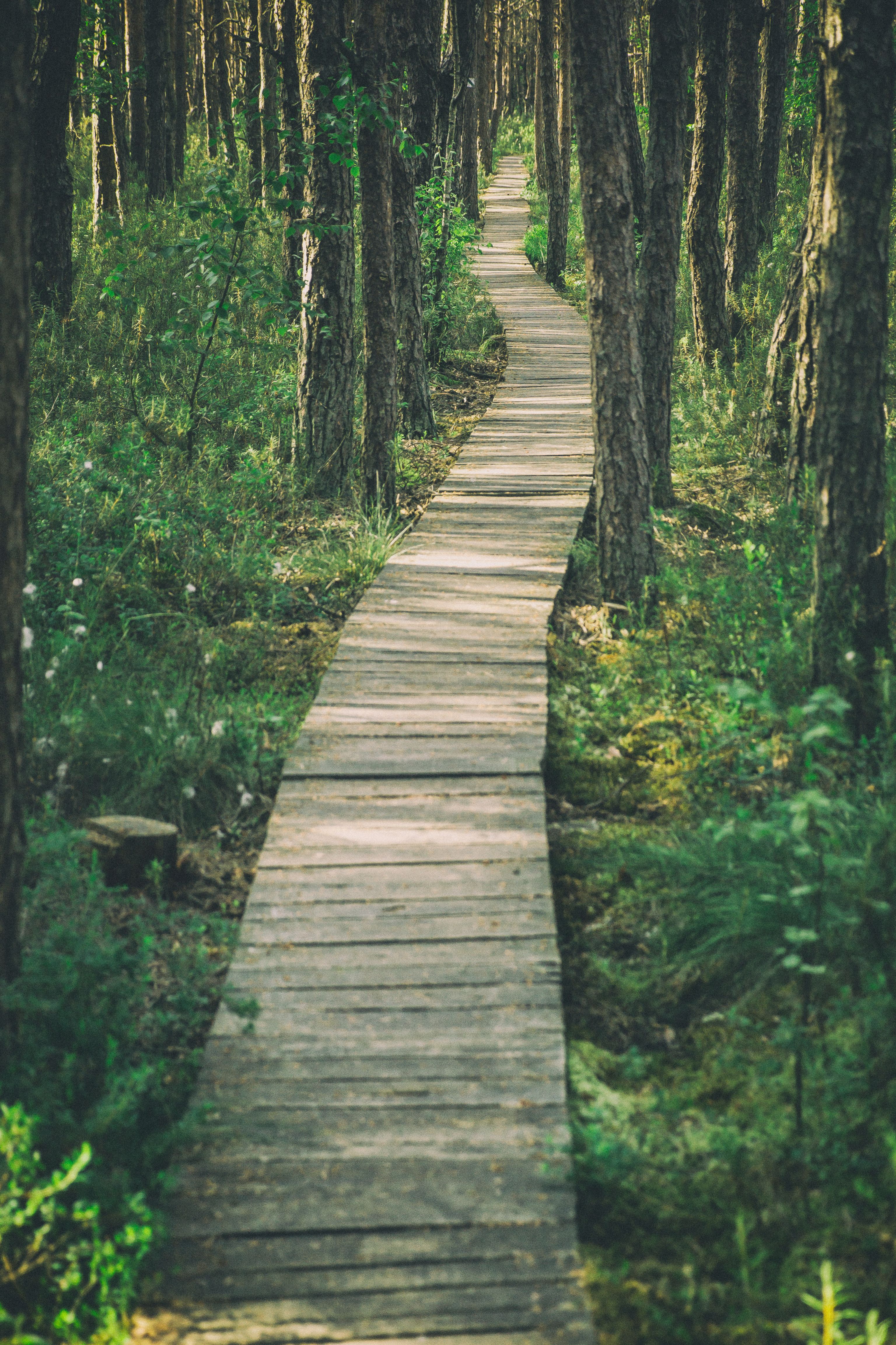 Brown Wooden Pathway in the Middle of Green Trees · Free Stock Photo