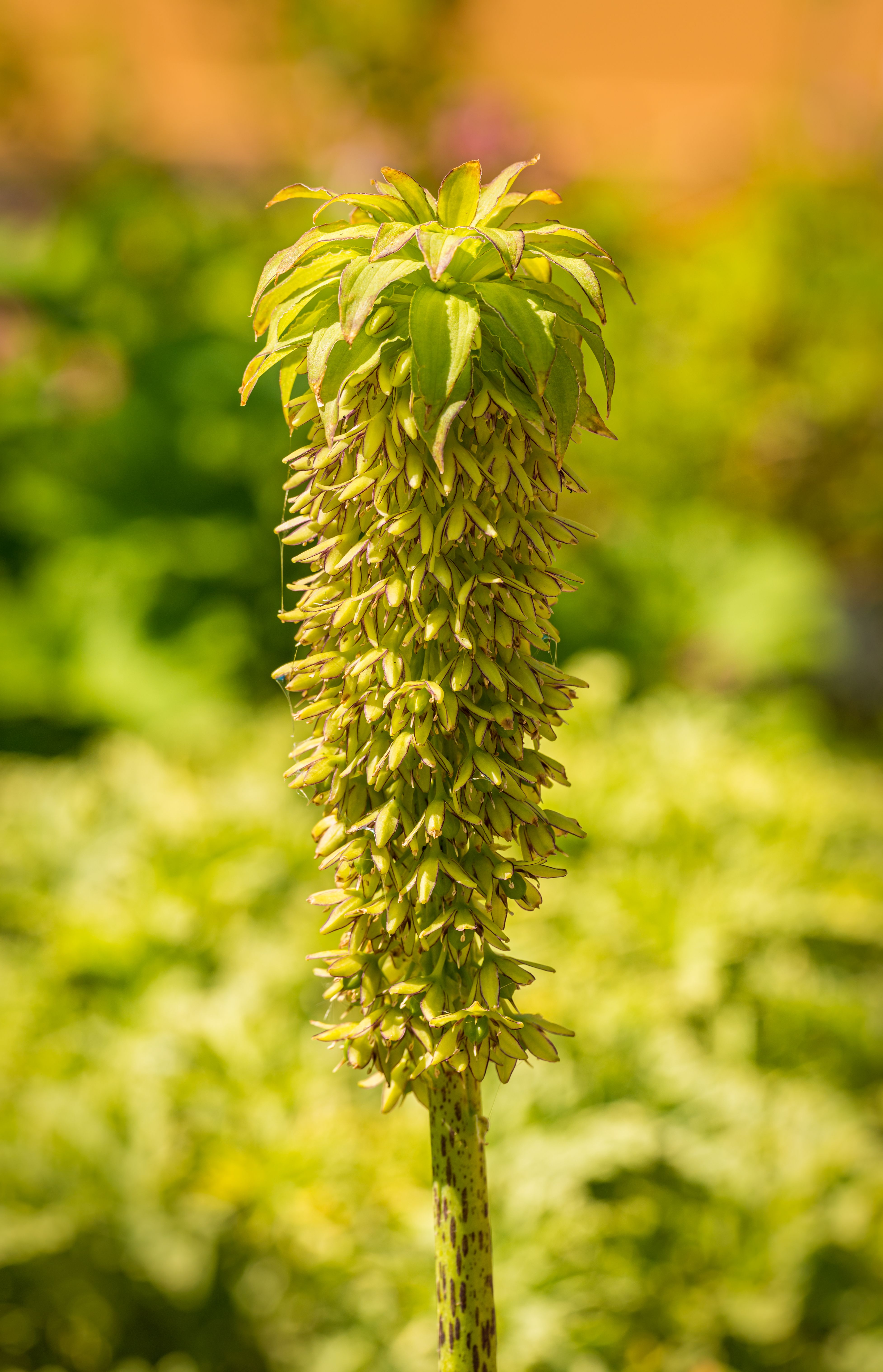 Close Up Shot of a Green Flower · Free Stock Photo