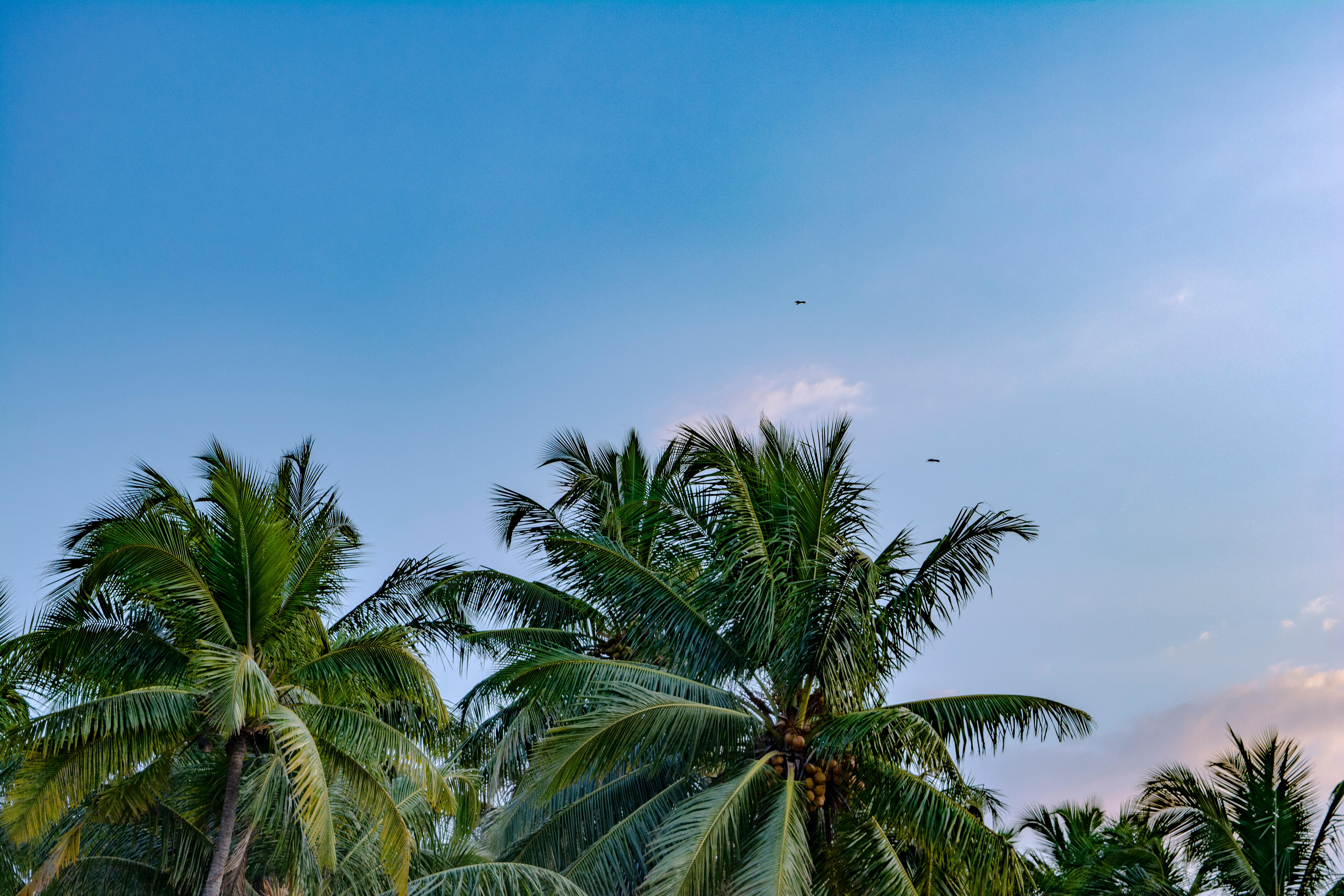 Green Coconut Trees Under the Blue Sky · Free Stock Photo