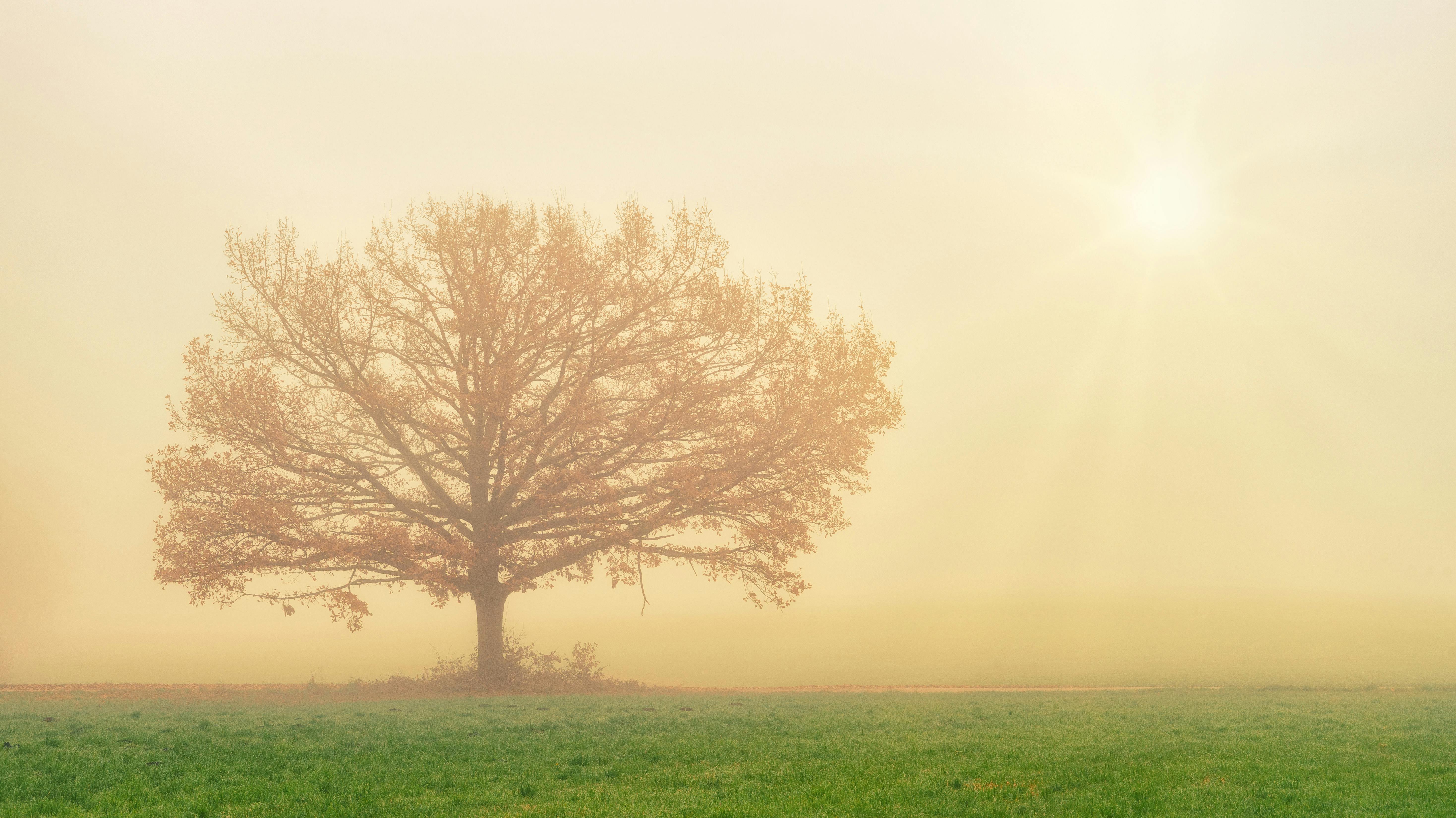 168,141+ Best Free Orange tree Stock Photos & Images · 100% Royalty ...