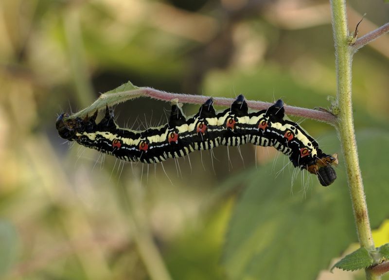 Caterpillar Photos, Download The BEST Free Caterpillar Stock Photos ...