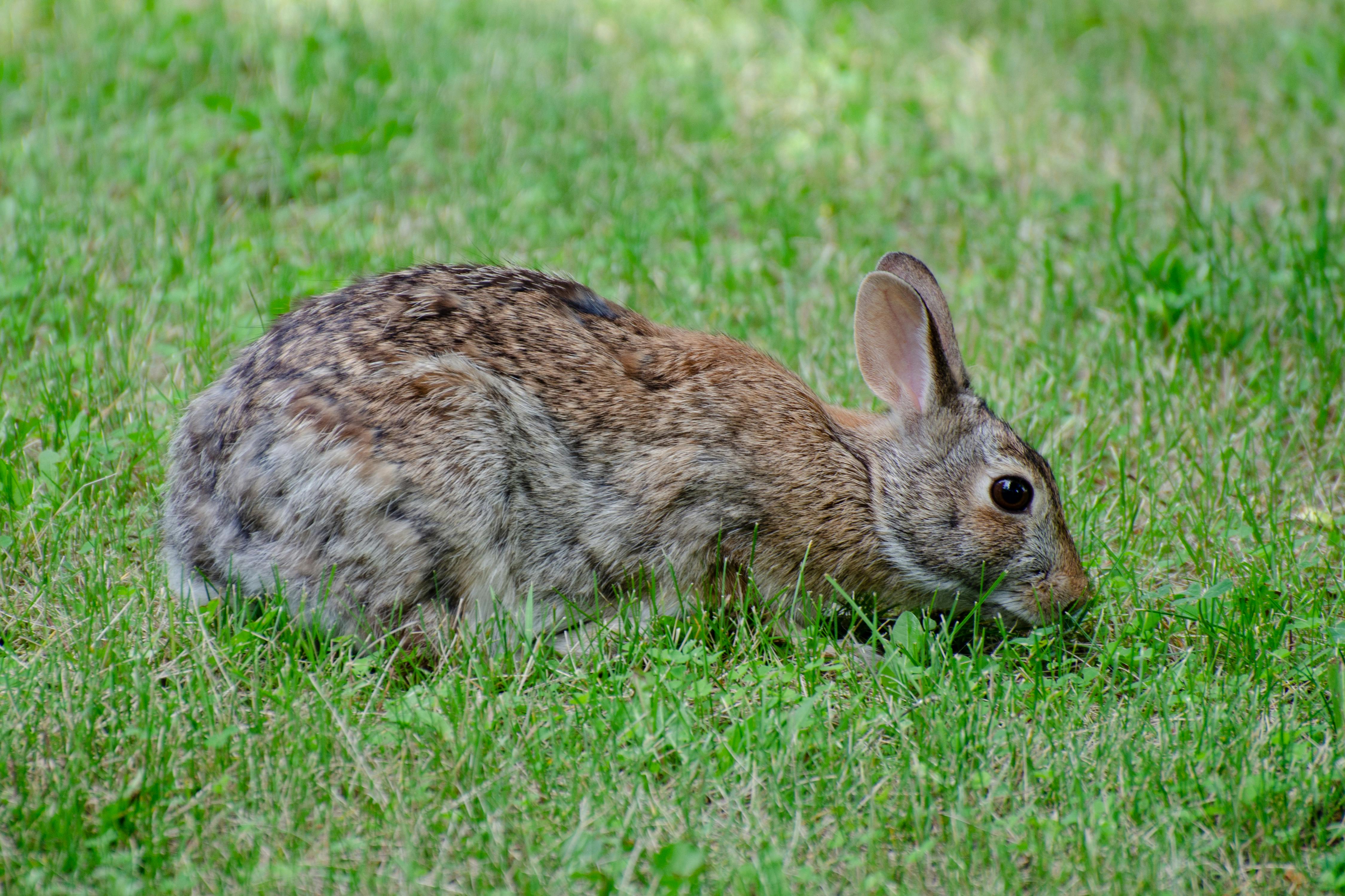 Close-up of Rabbit on Field · Free Stock Photo