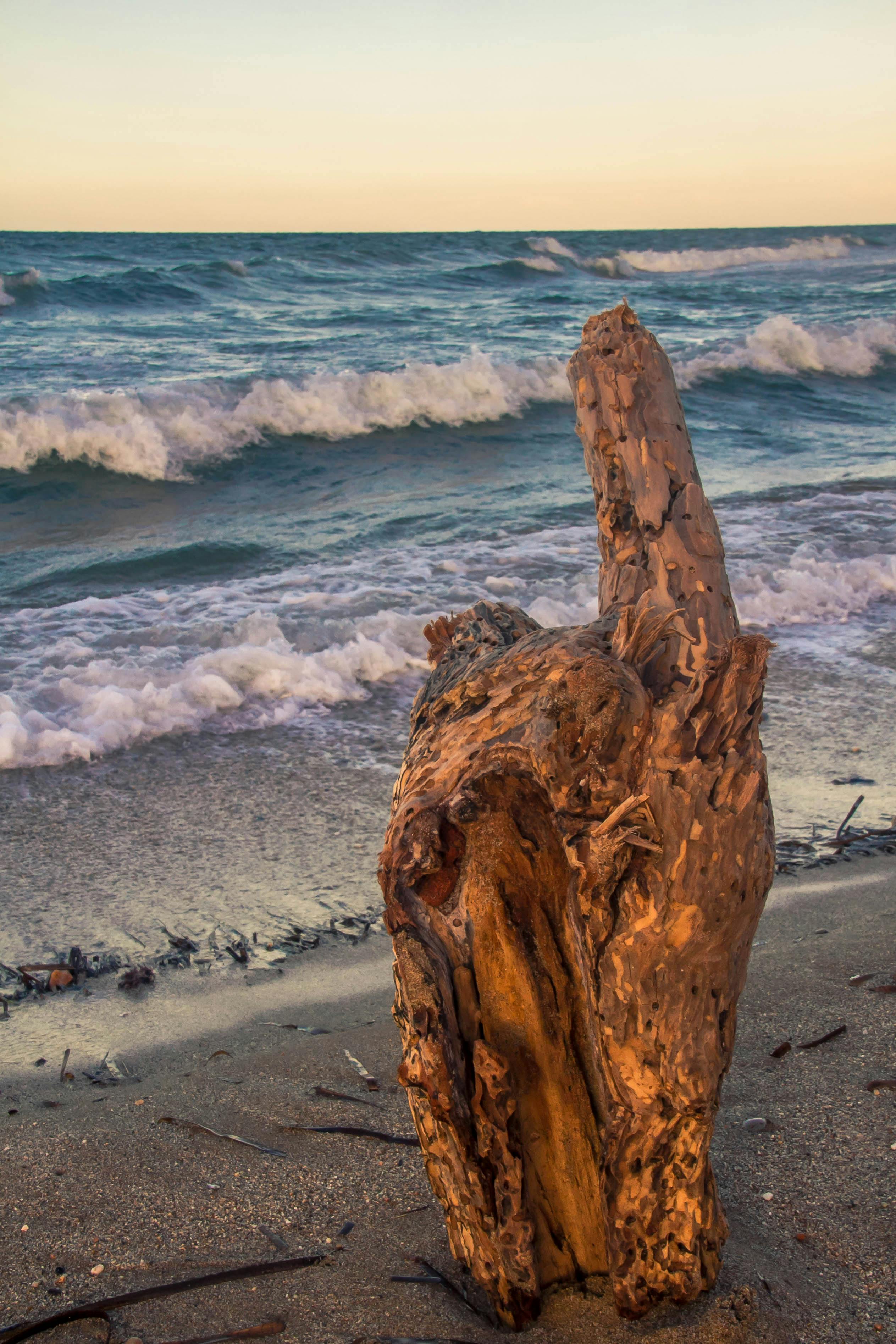 Brown Wood Log on Sand Beach · Free Stock Photo