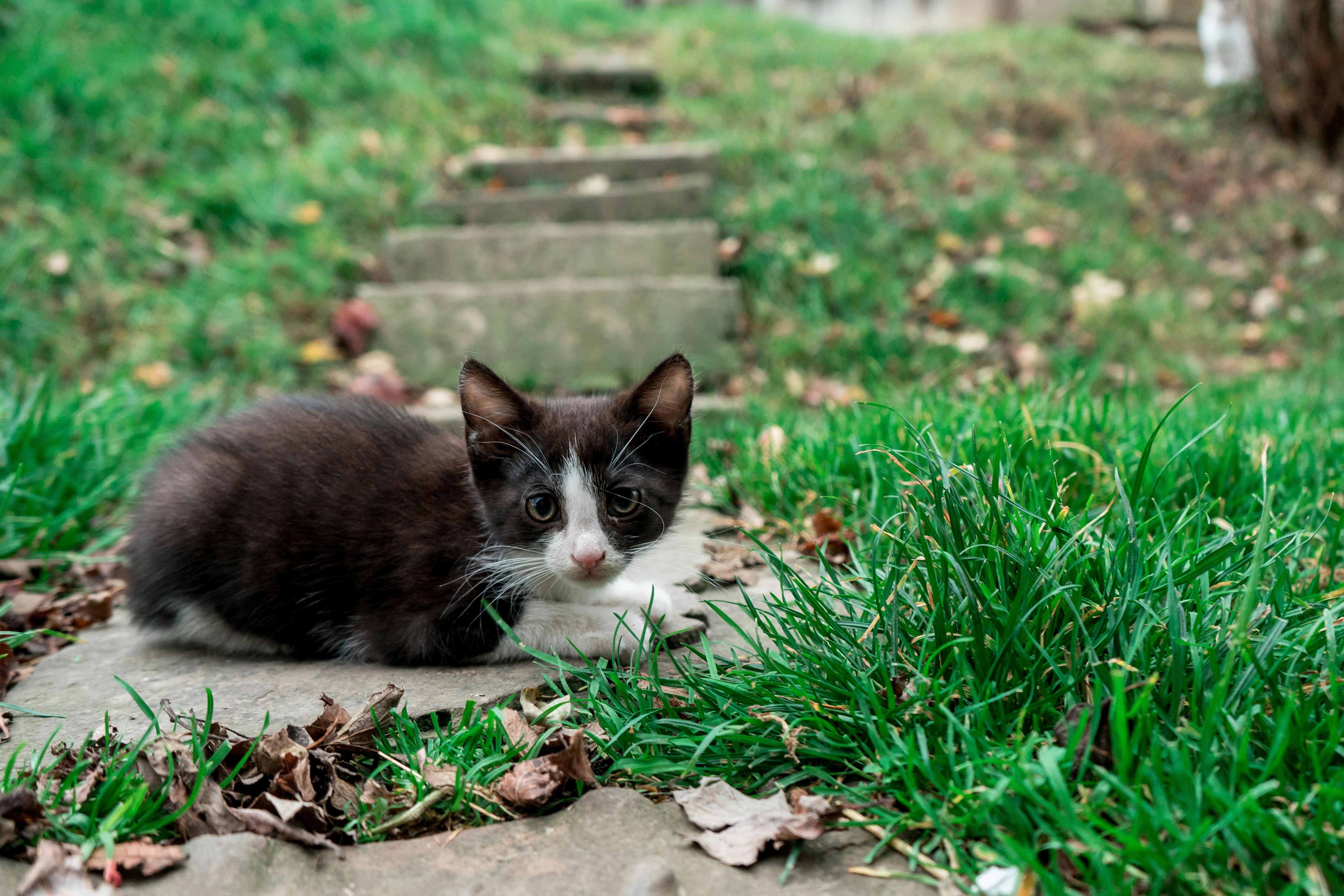 A Cat Lying Down on a Floor · Free Stock Photo