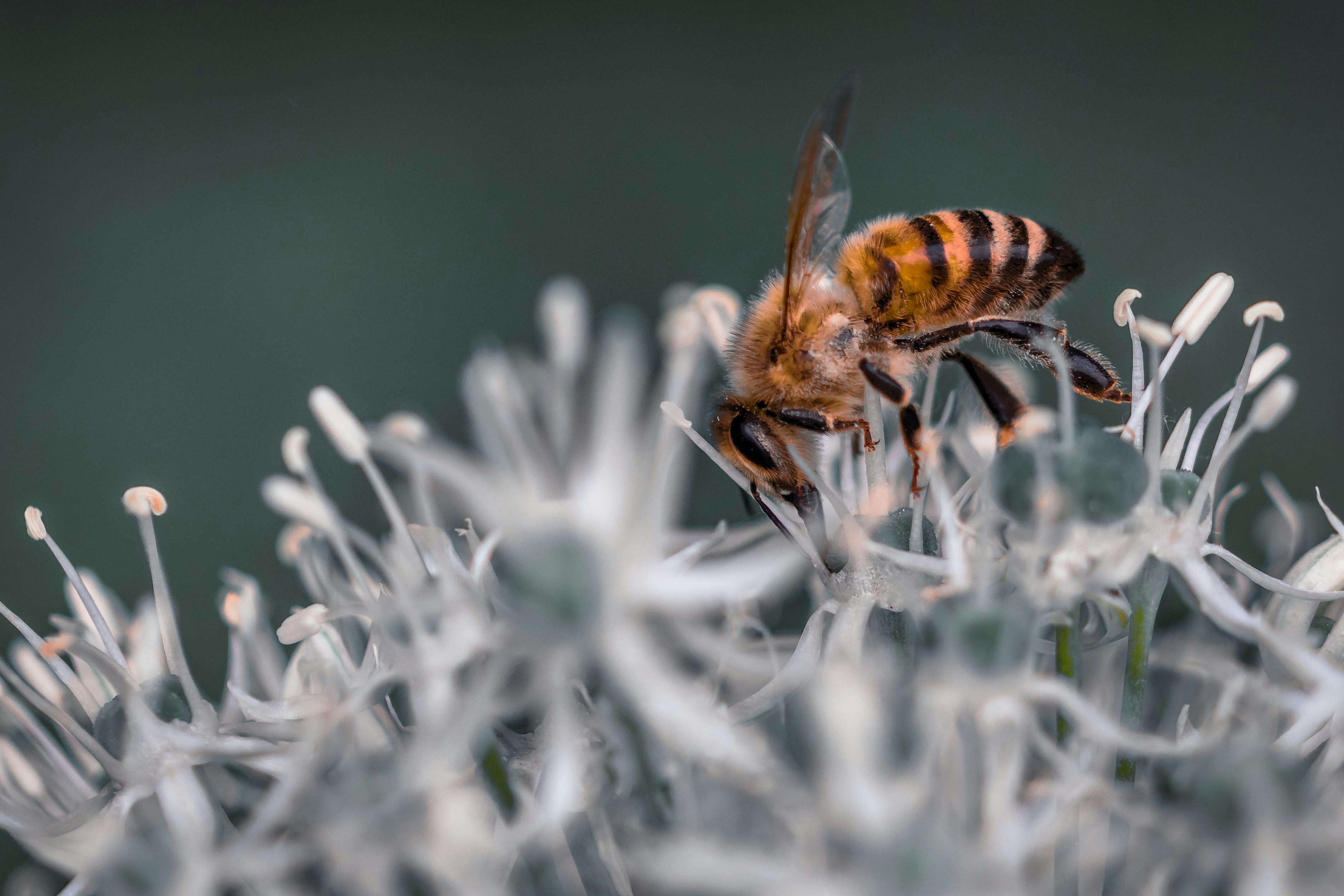 1,000+ Best Bee Photos · 100% Free Download · Pexels Stock Photos