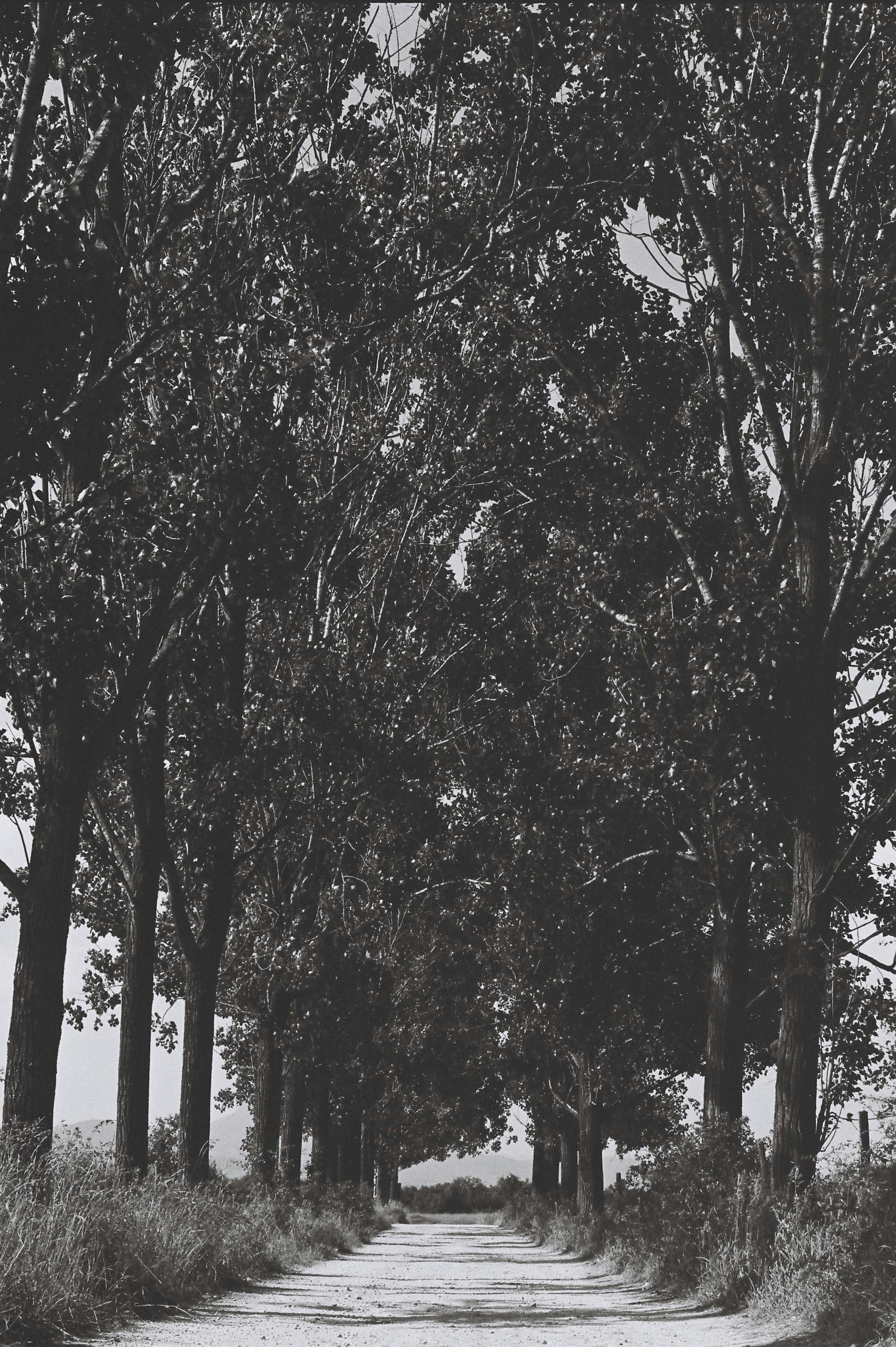 Row Of Trees B&W Photos, Download The BEST Free Row Of Trees B&W Stock ...