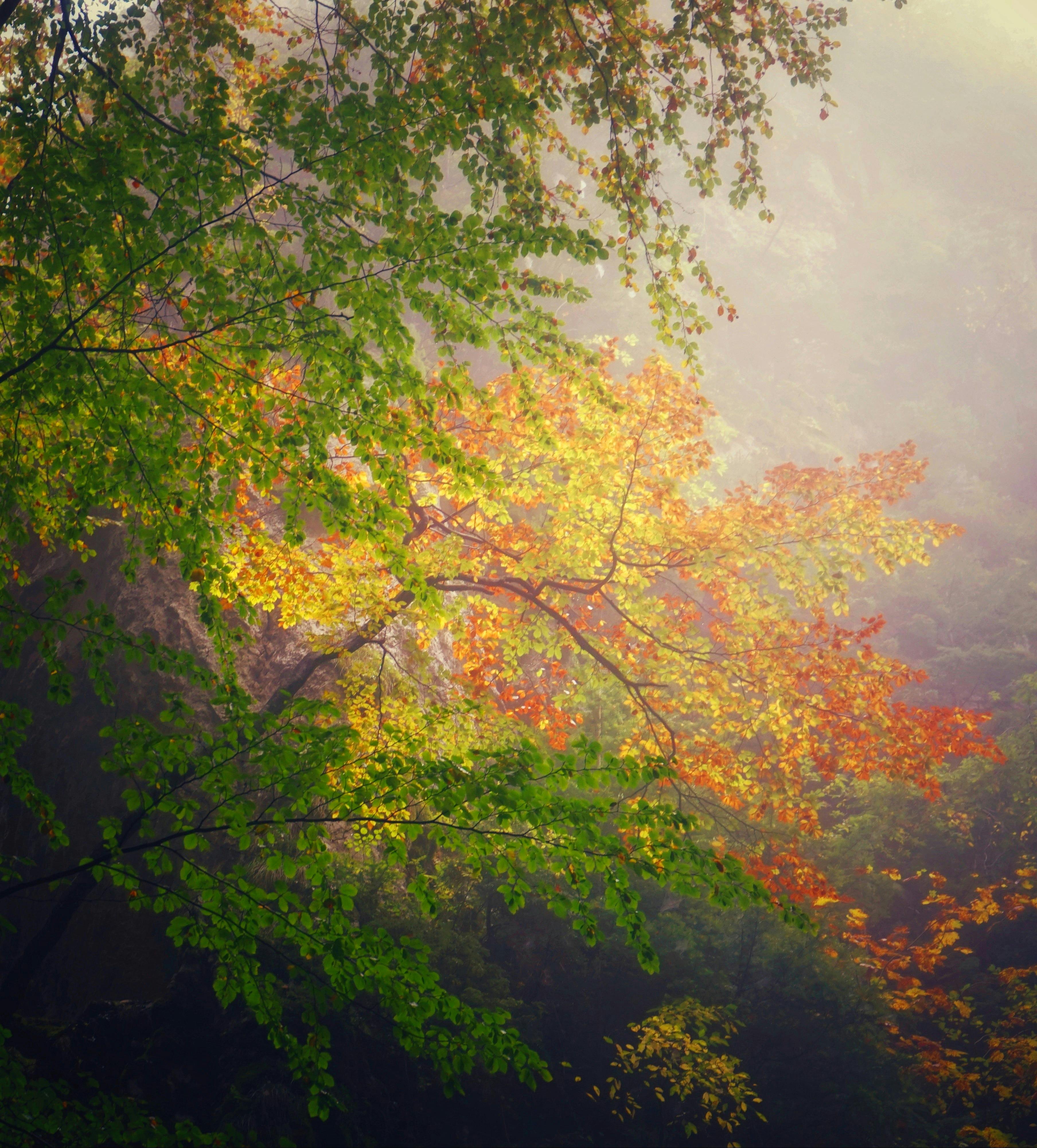 Photography of Tree Branches · Free Stock Photo