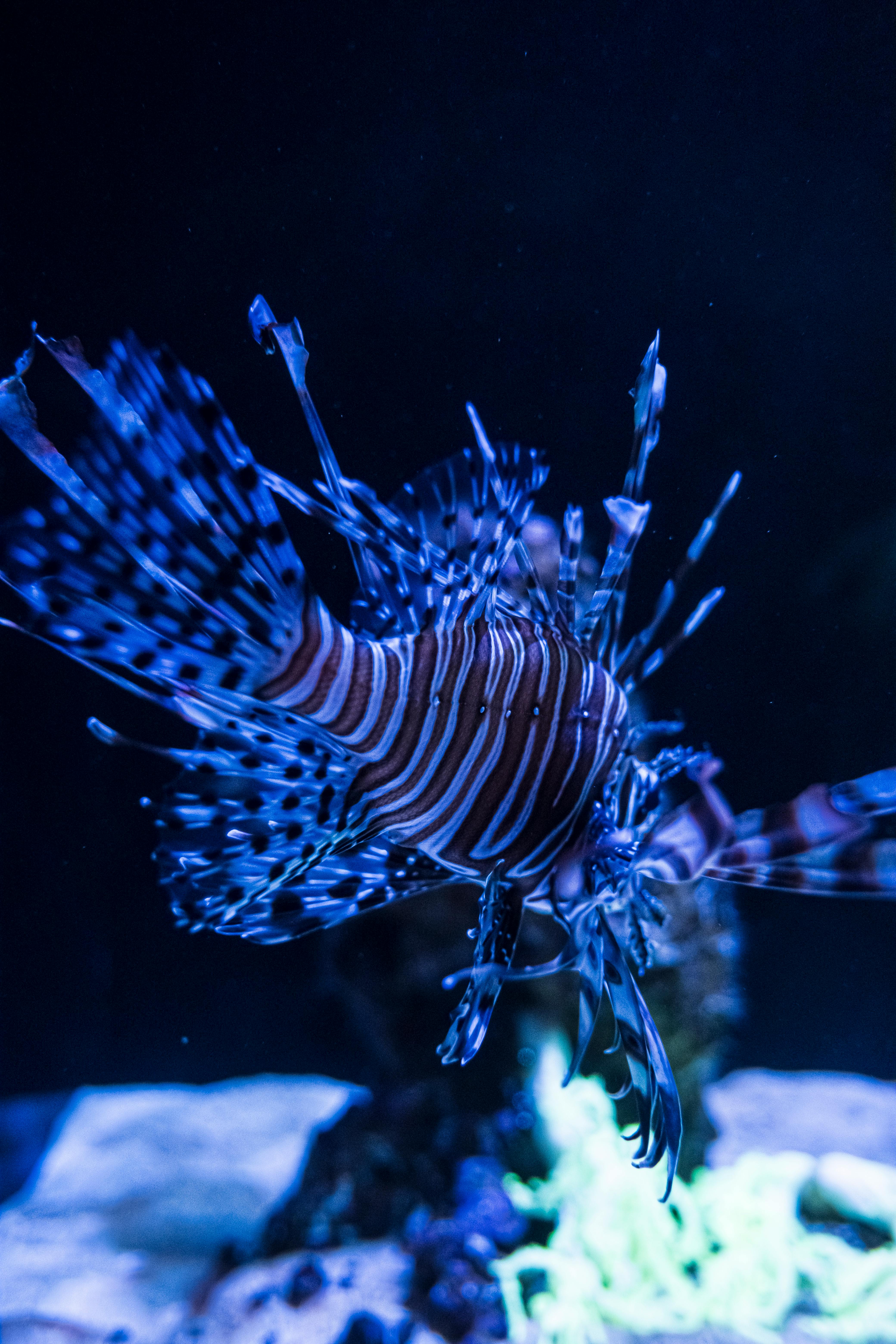A Close-Up Shot of a Lionfish Underwater · Free Stock Photo