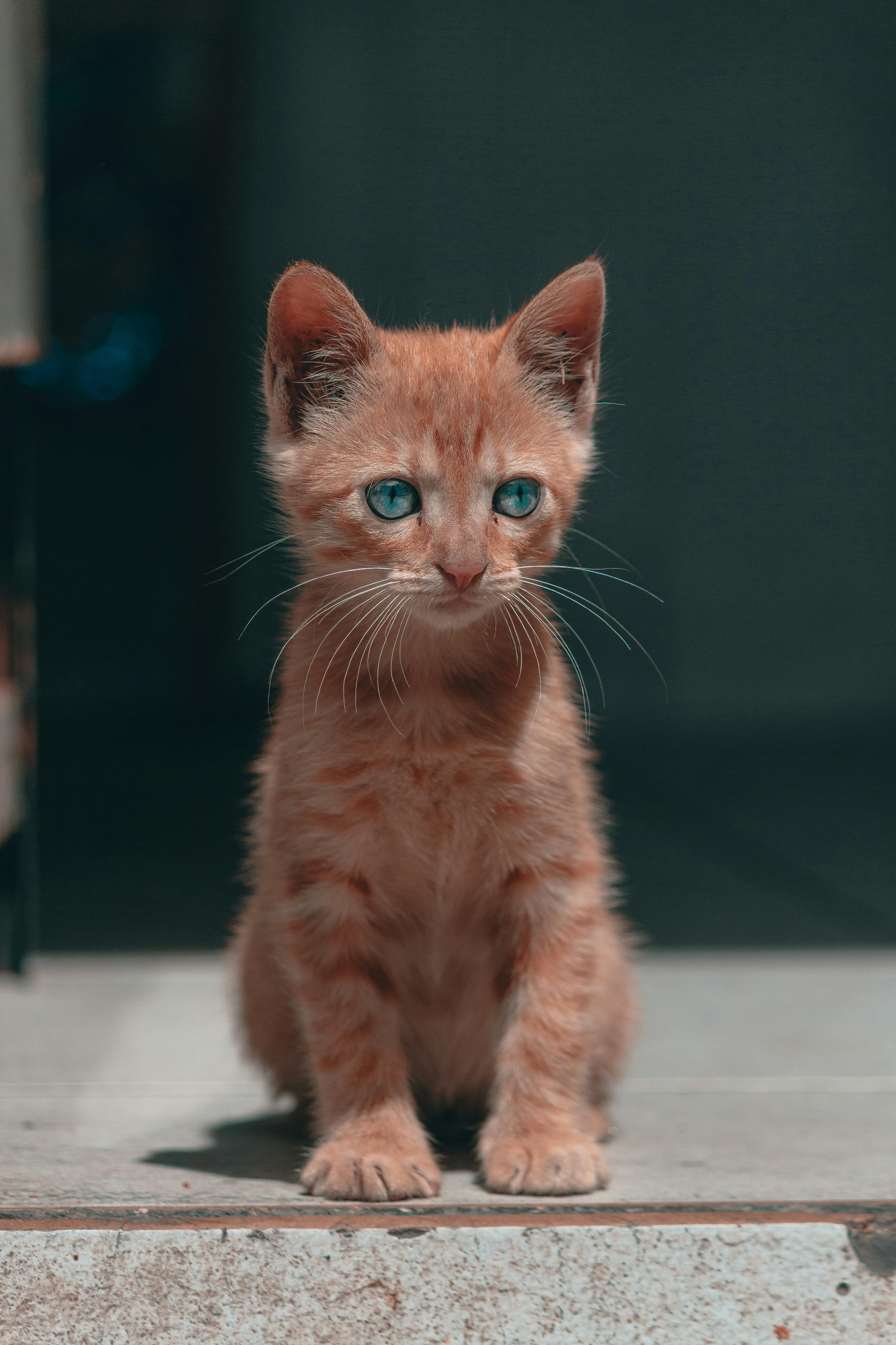 Downy Ginger Cat · Free Stock Photo